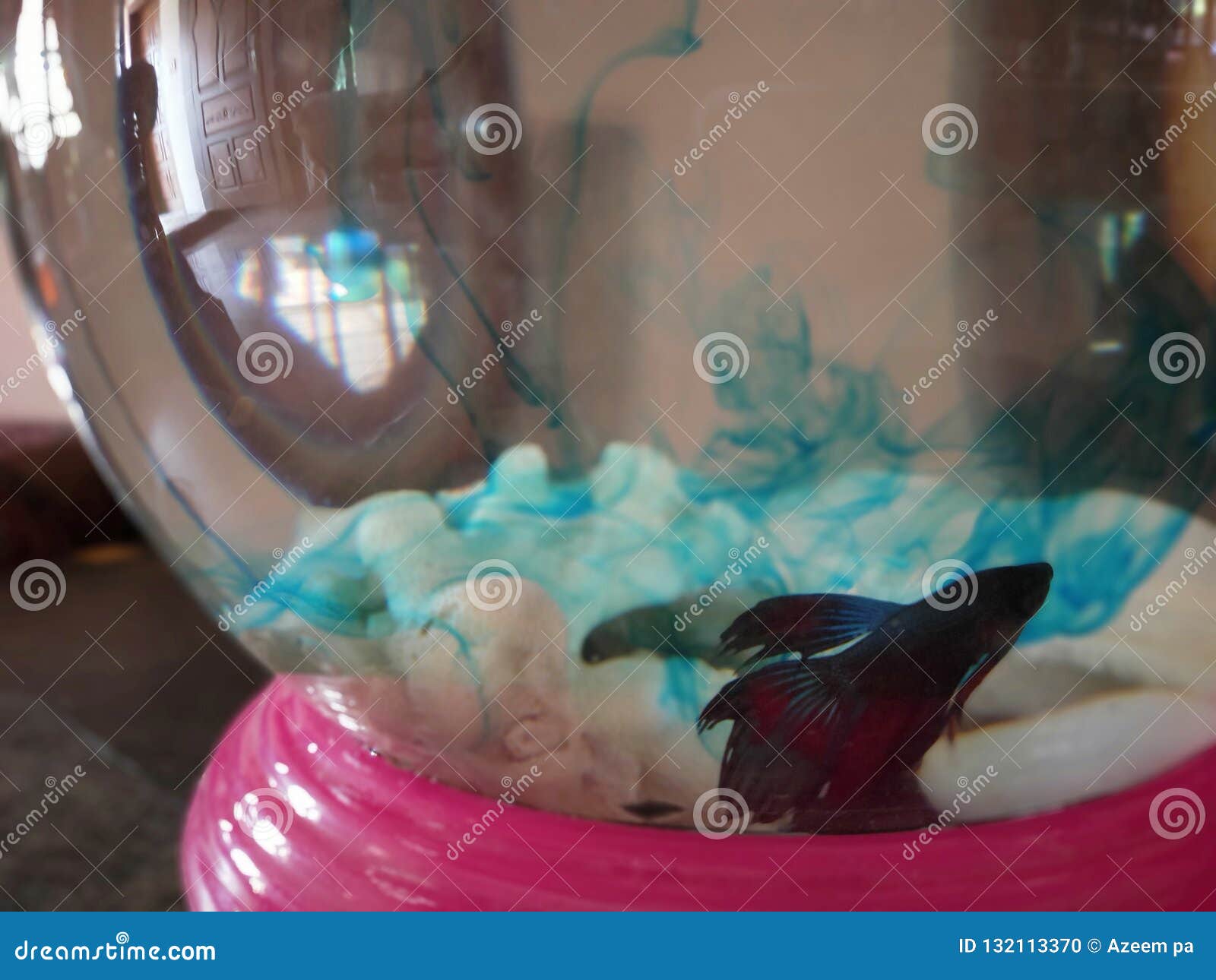 Fighter stock photo. Image of betta, fish, cloud, fighter - 132113370
