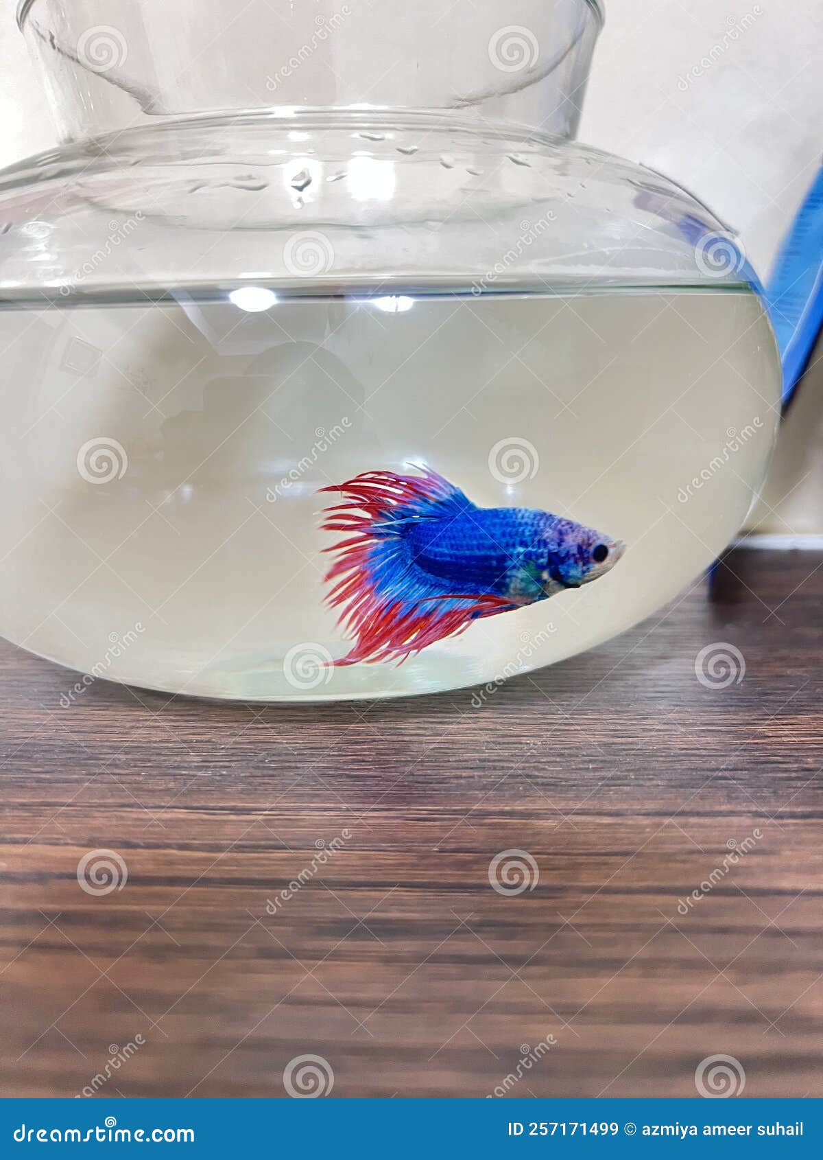 Fighter Fish with Small Glass Jar Stock Image - Image of fighter, glass ...