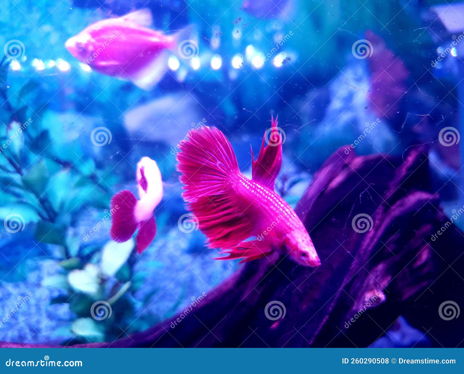 Fighter fish tank stock photo. Image of fighter, fish - 260290508