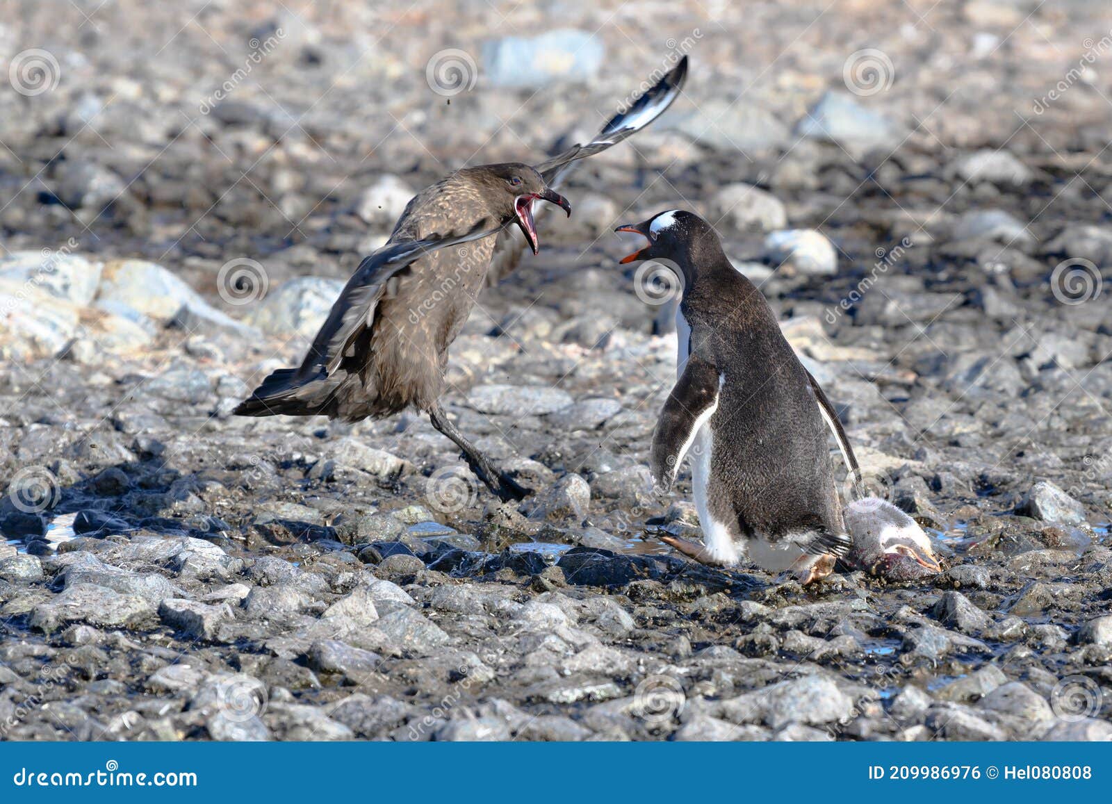 Raptor Skua and Gentoo Penguin Fighting for Penguin Chick. Skua Kiilled ...