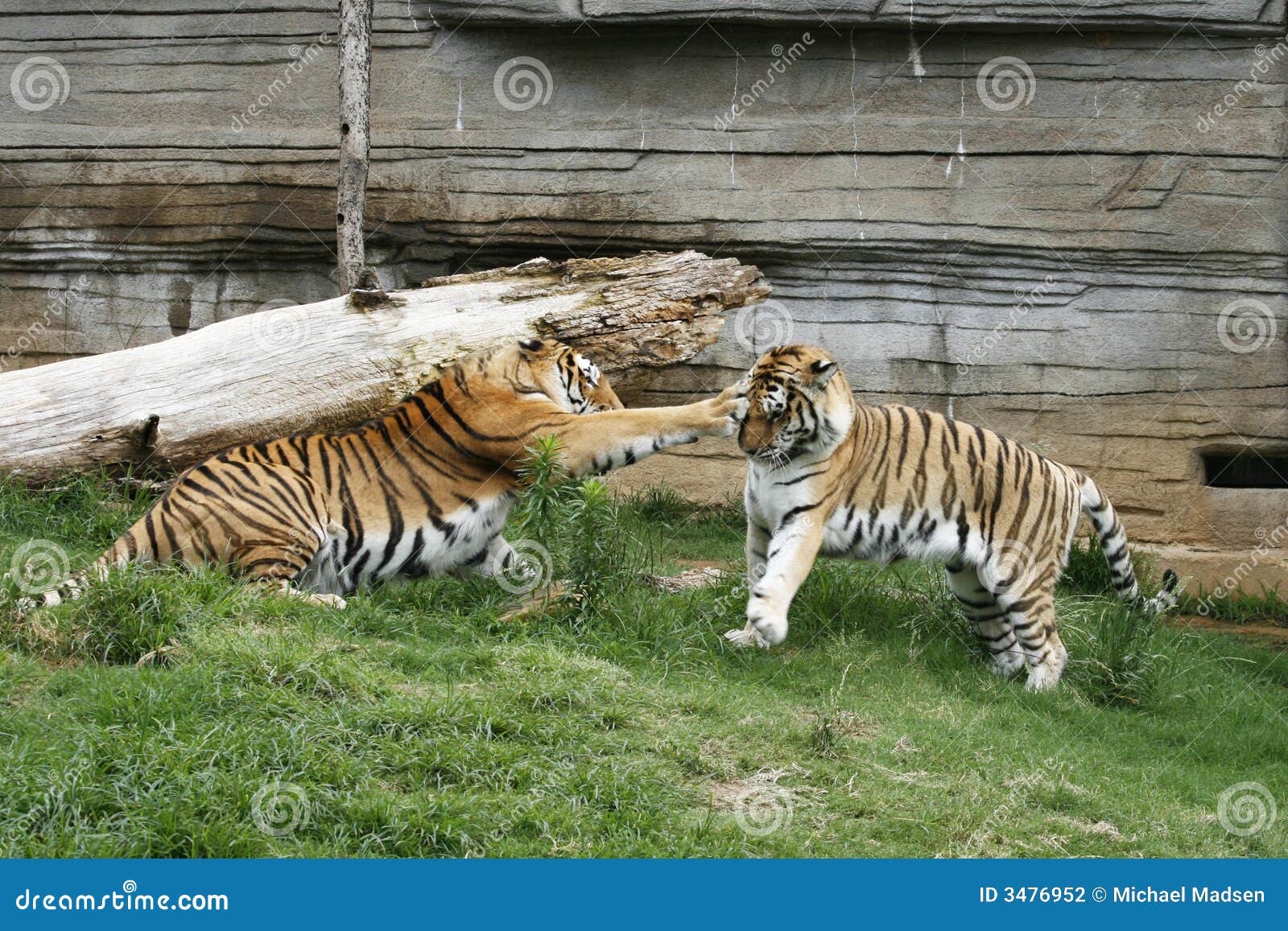 Fighting stock photo. Image of nature, tiger, fighting - 3476952