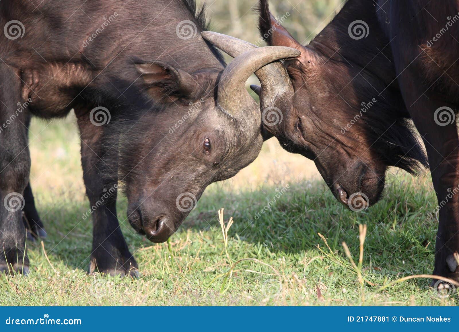Fighting African Buffalo stock image. Image of agression - 21747881