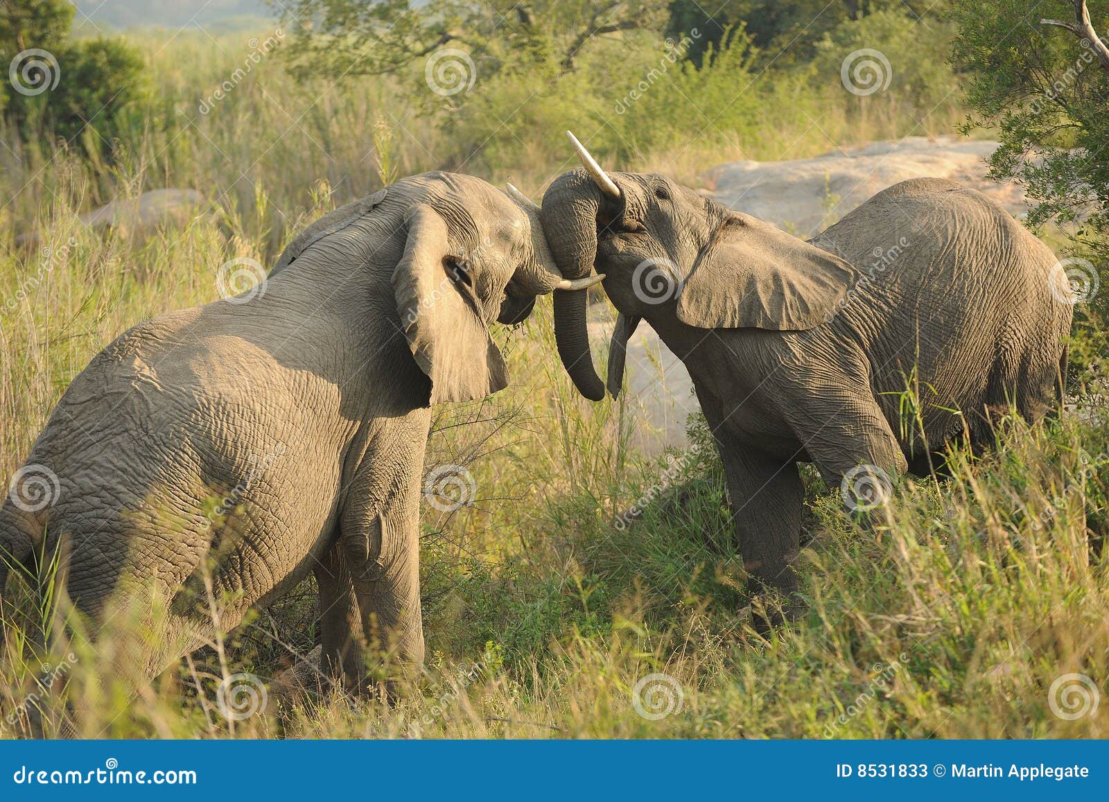 Fighting African Elephants stock image. Image of trunks - 8531833