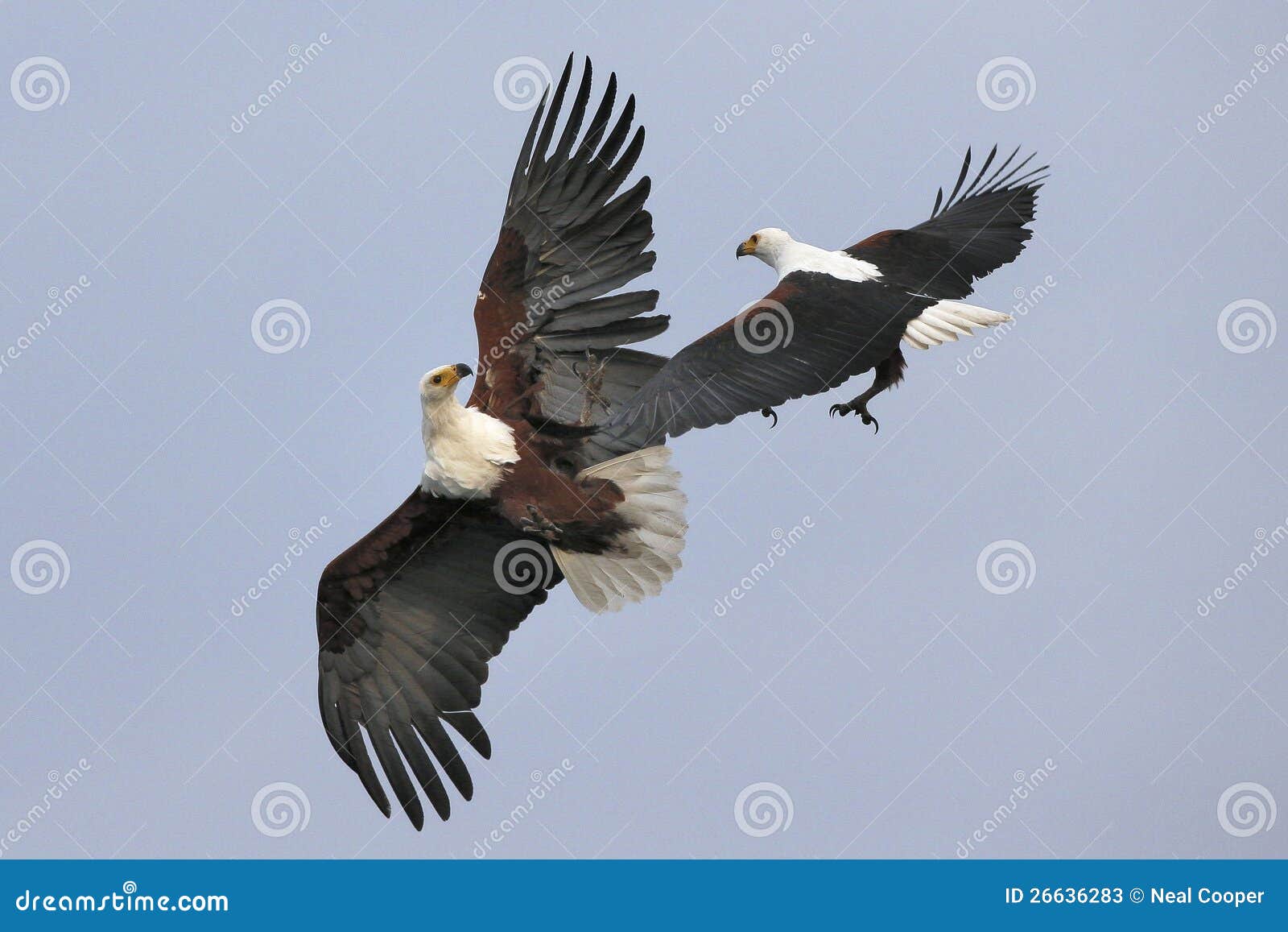 African Fish-eagle - Haliaeetus Vocifer Large Species Of White And ...
