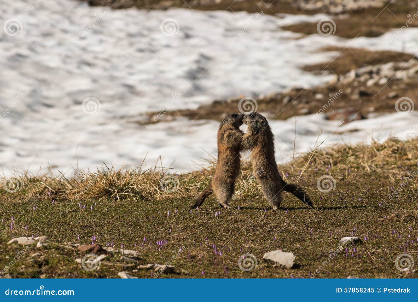 Fighting alpine marmots stock image. Image of marmot - 57858245
