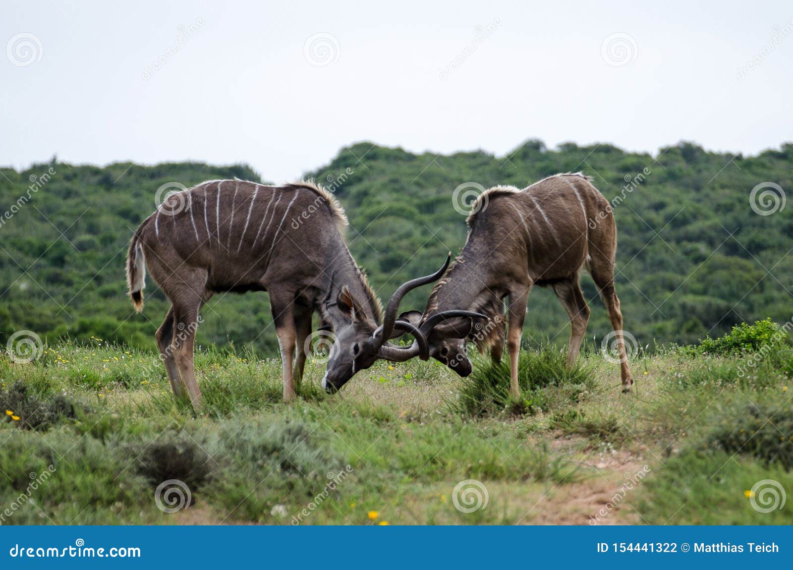 Fighting animals stock photo. Image of afrika, antelopes - 154441322