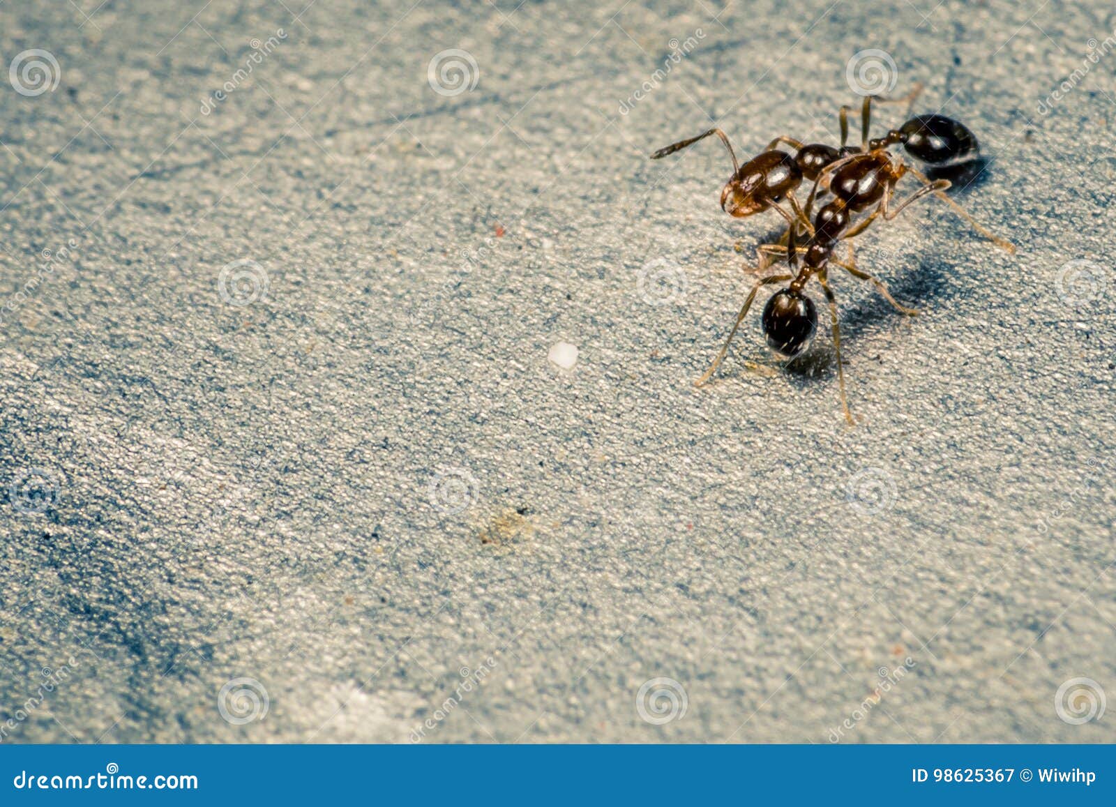 Fighting ants stock image. Image of insect, natural, house - 98625367