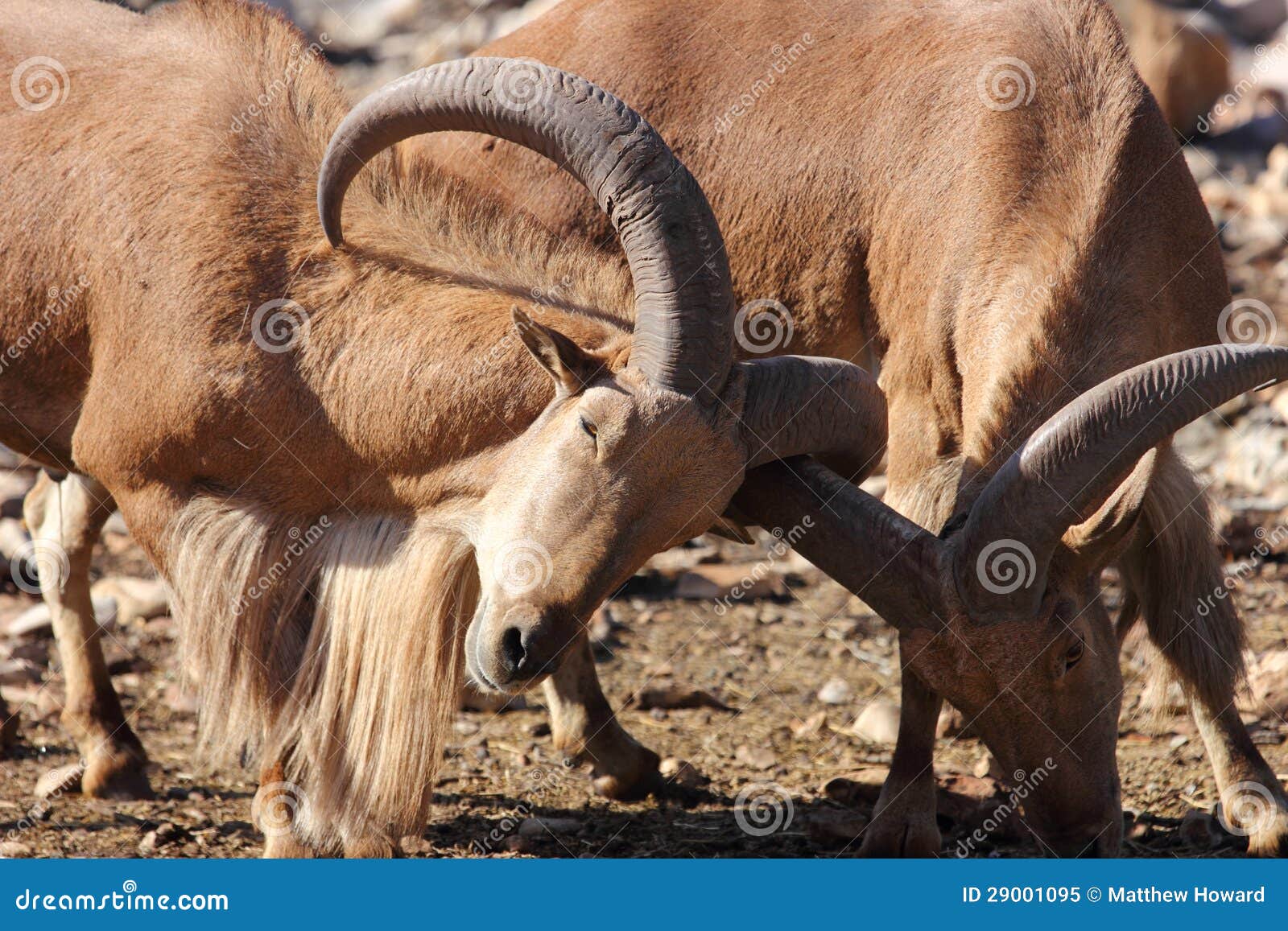 Fighting Barbary Sheep, Aoudads Stock Image - Image of look, horns ...