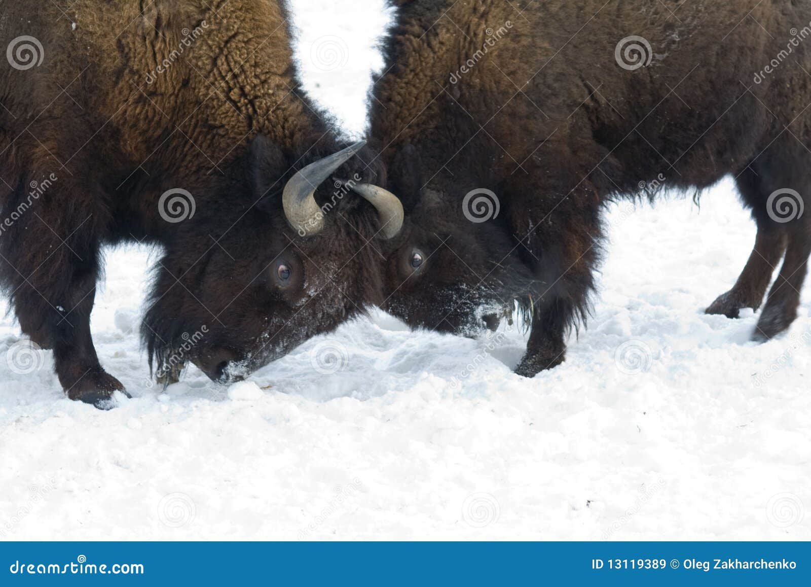 Fighting bisons stock image. Image of male, american - 13119389