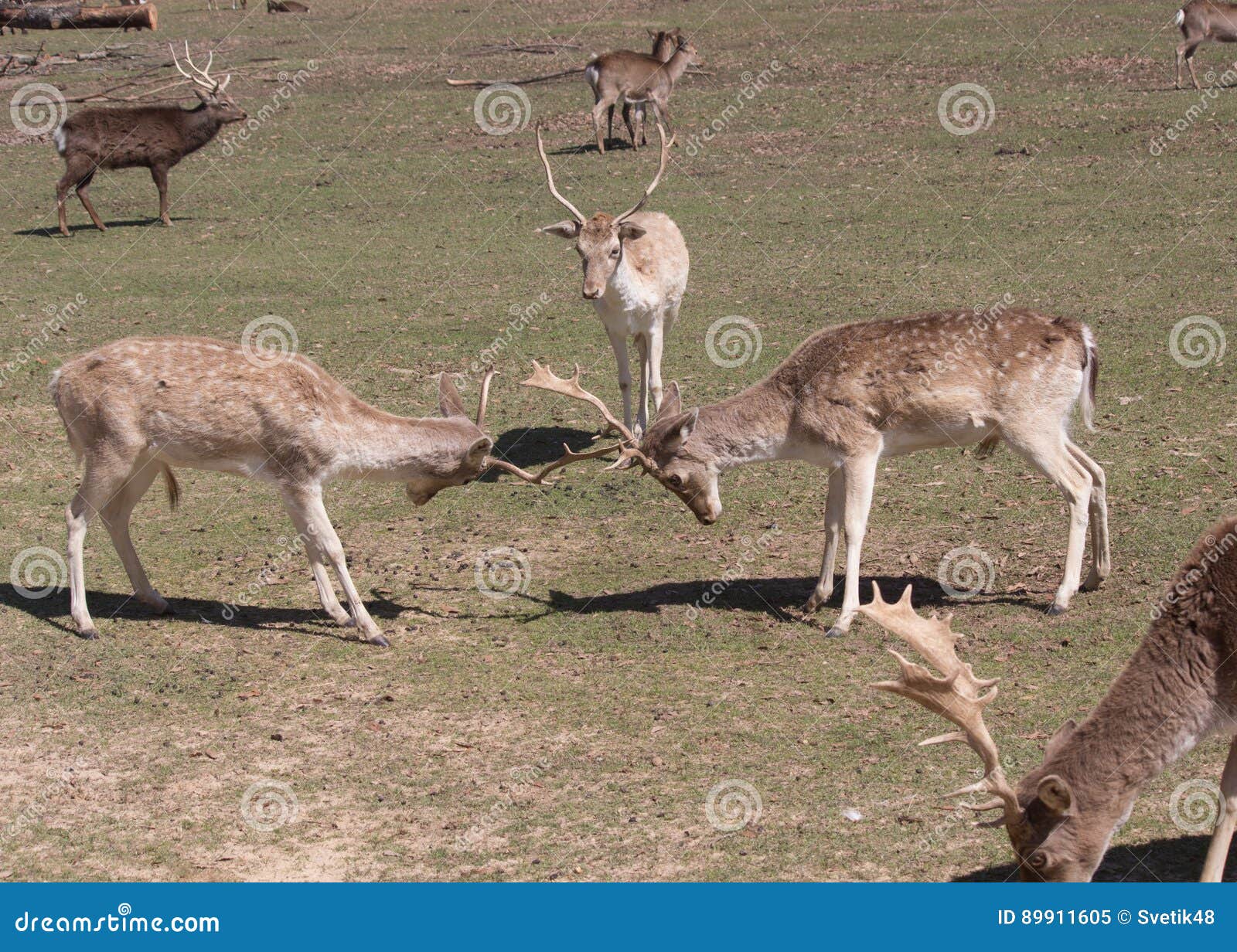 Fighting Bucks stock image. Image of green, global, looking - 89911605