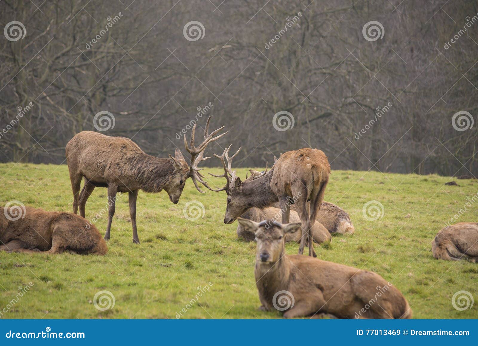 Fighting Bucks - Whitetail Deer Fighting Stock Image - Image of white ...