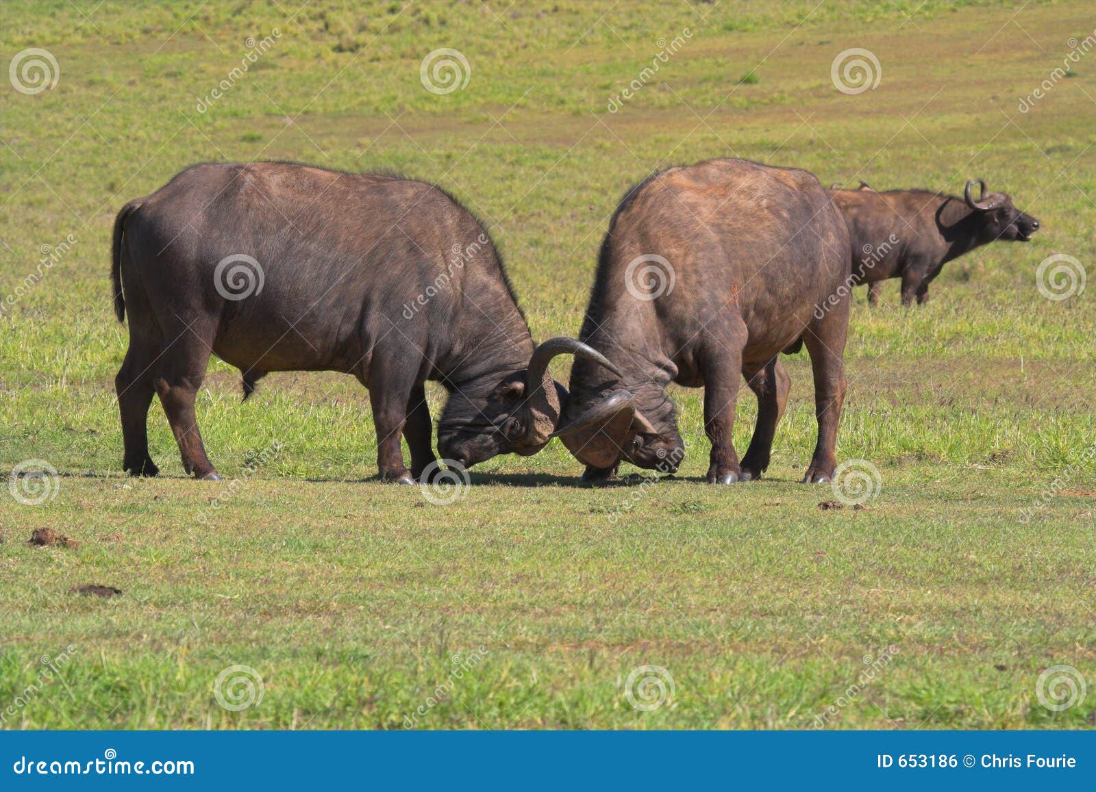Fighting Buffalo stock photo. Image of gigantic, horn, safari - 653186