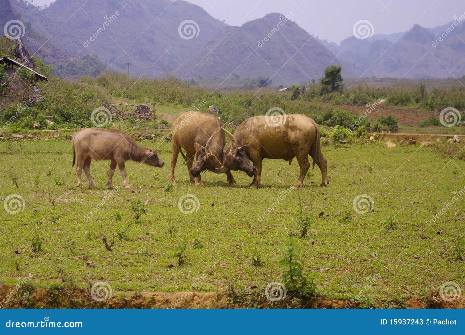 Fighting buffaloes stock image. Image of albinos, asia - 15937243