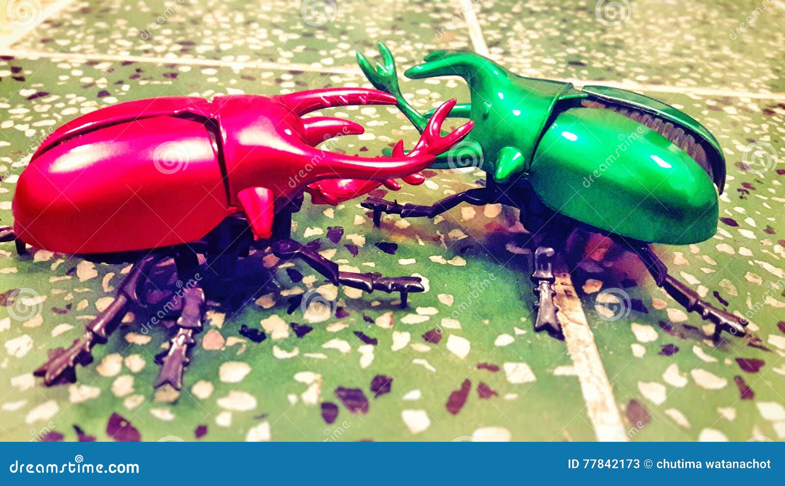 Fighting bug stock image. Image of bugs, play, thailand - 77842173