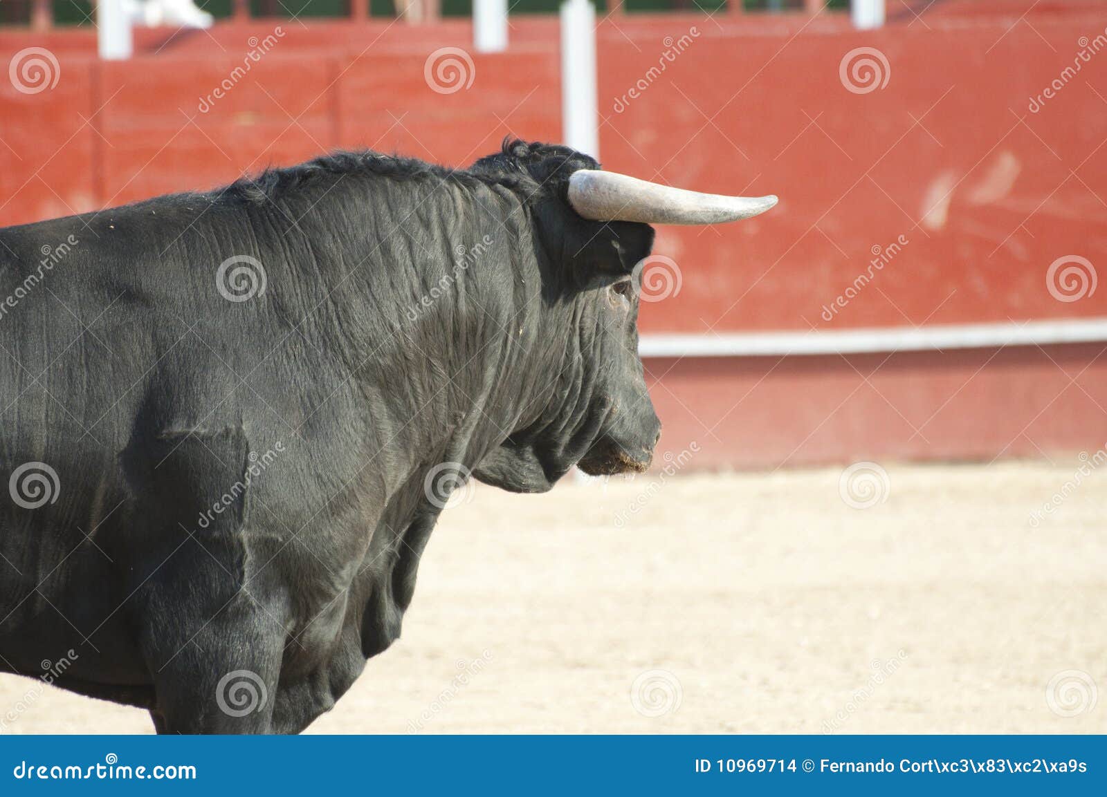 Fighting bull stock photo. Image of death, anger, aggression - 10969714