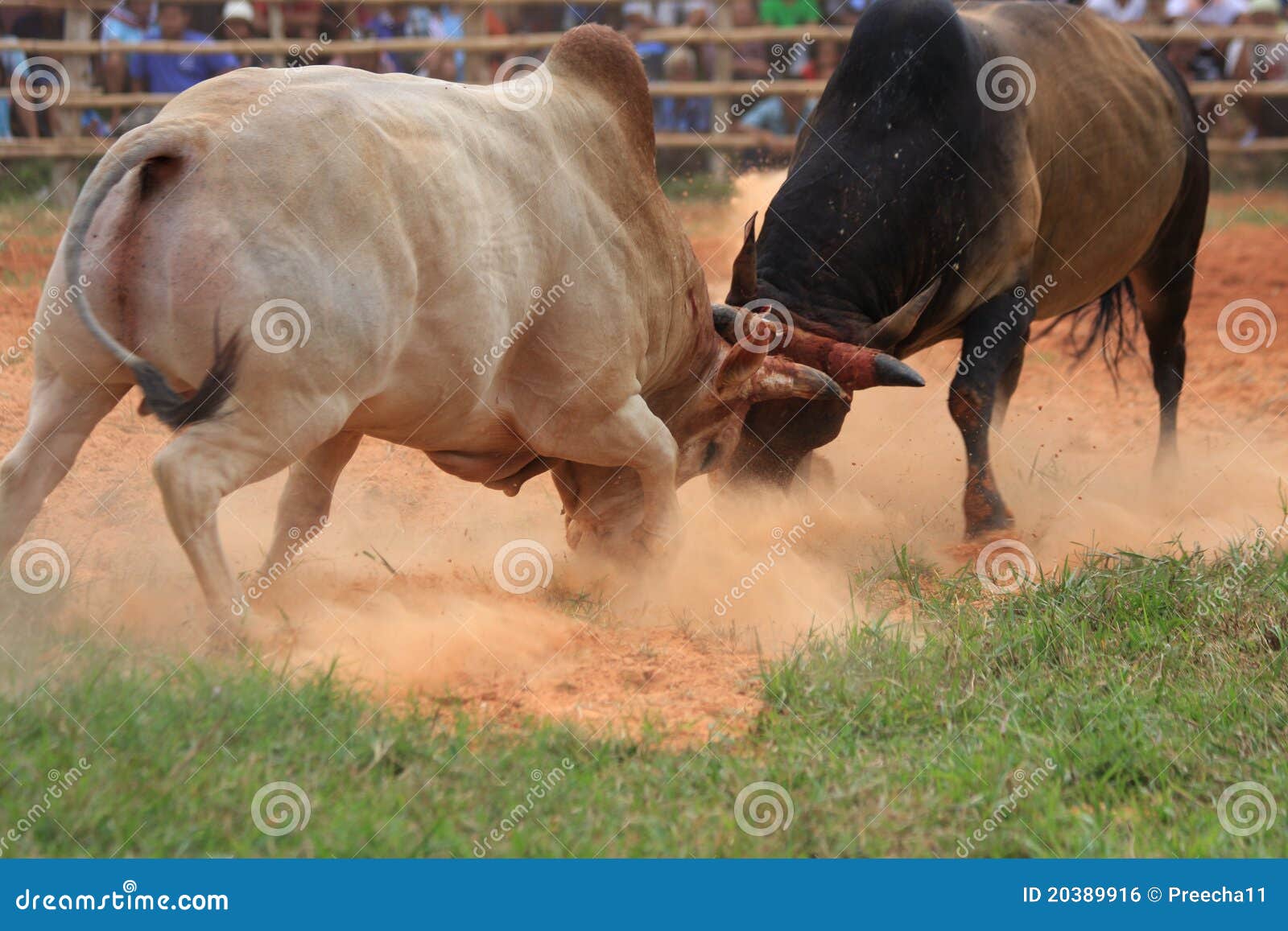 Fighting bull. stock photo. Image of farming, attack - 20389916