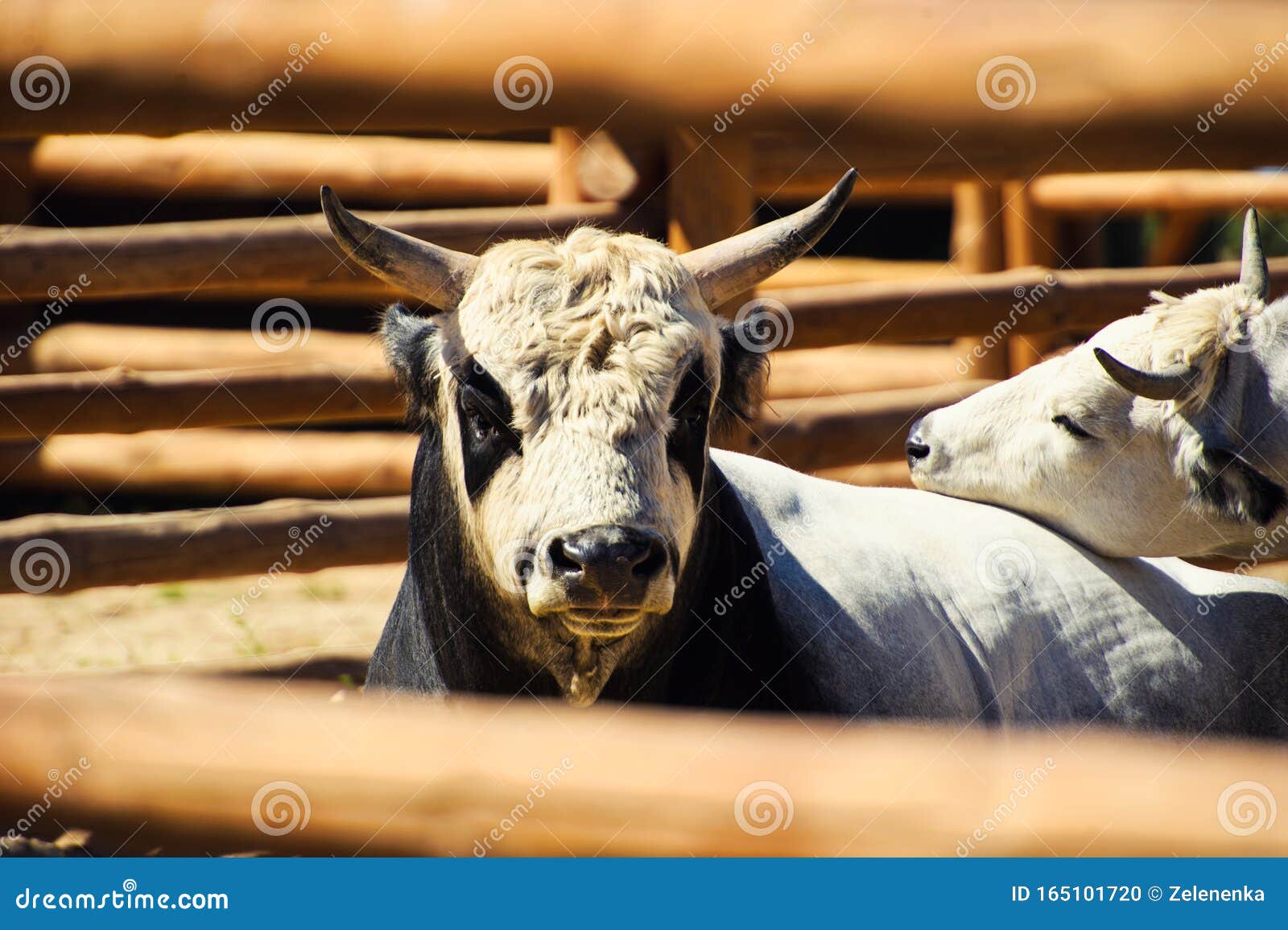 Fighting bull head stock photo. Image of black, field - 165101720