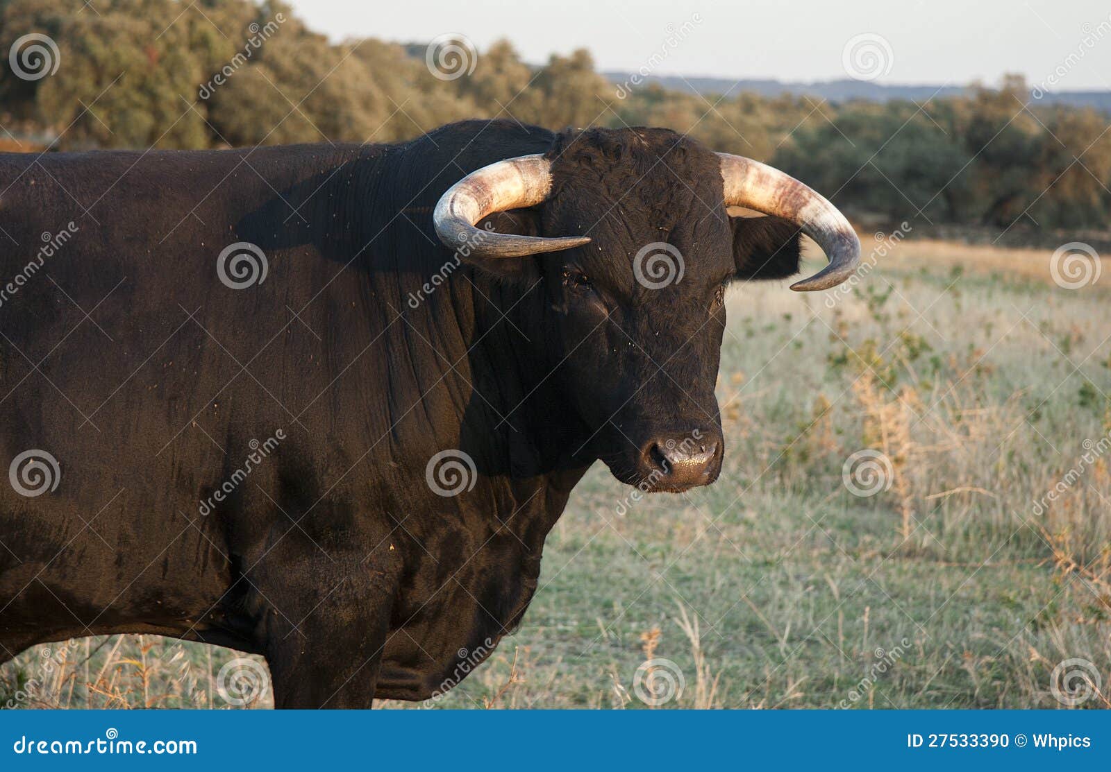 Spanish Fighting Bull Breeds