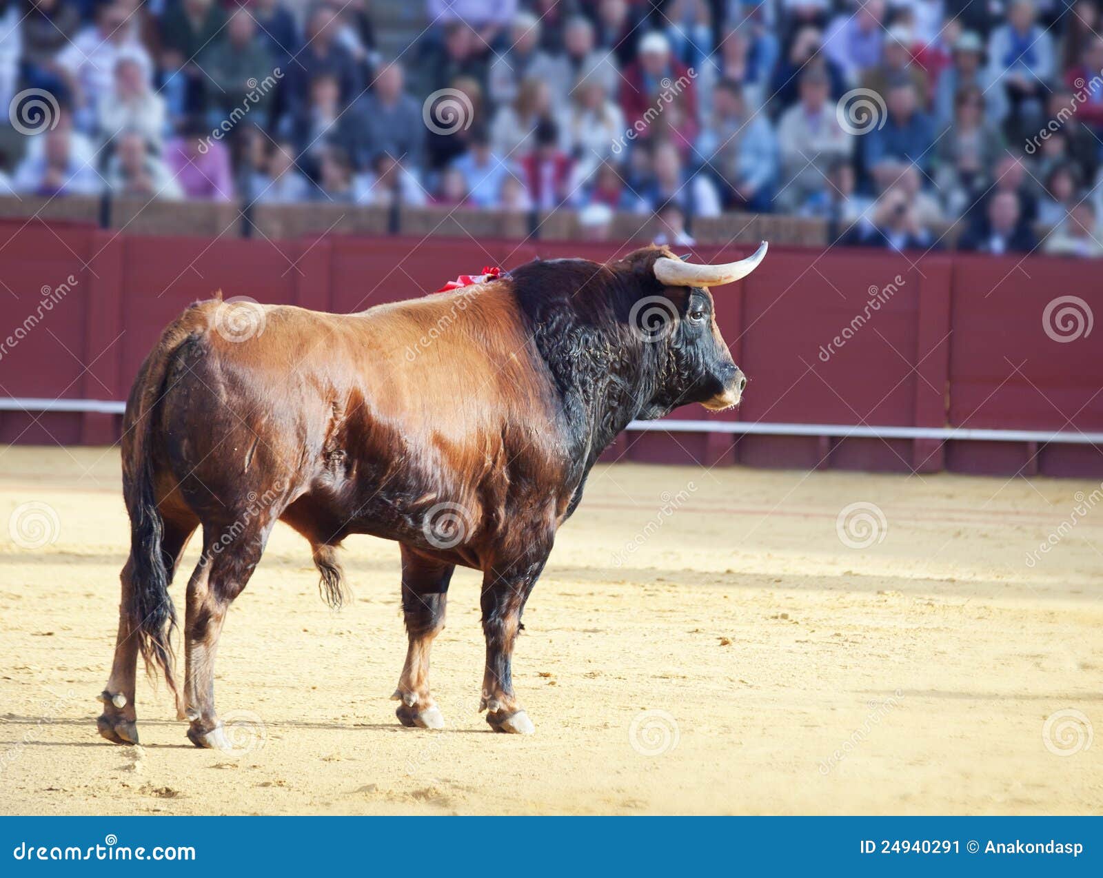 Fighting Bull from Spain. Brown Bull Stock Image - Image of animal ...