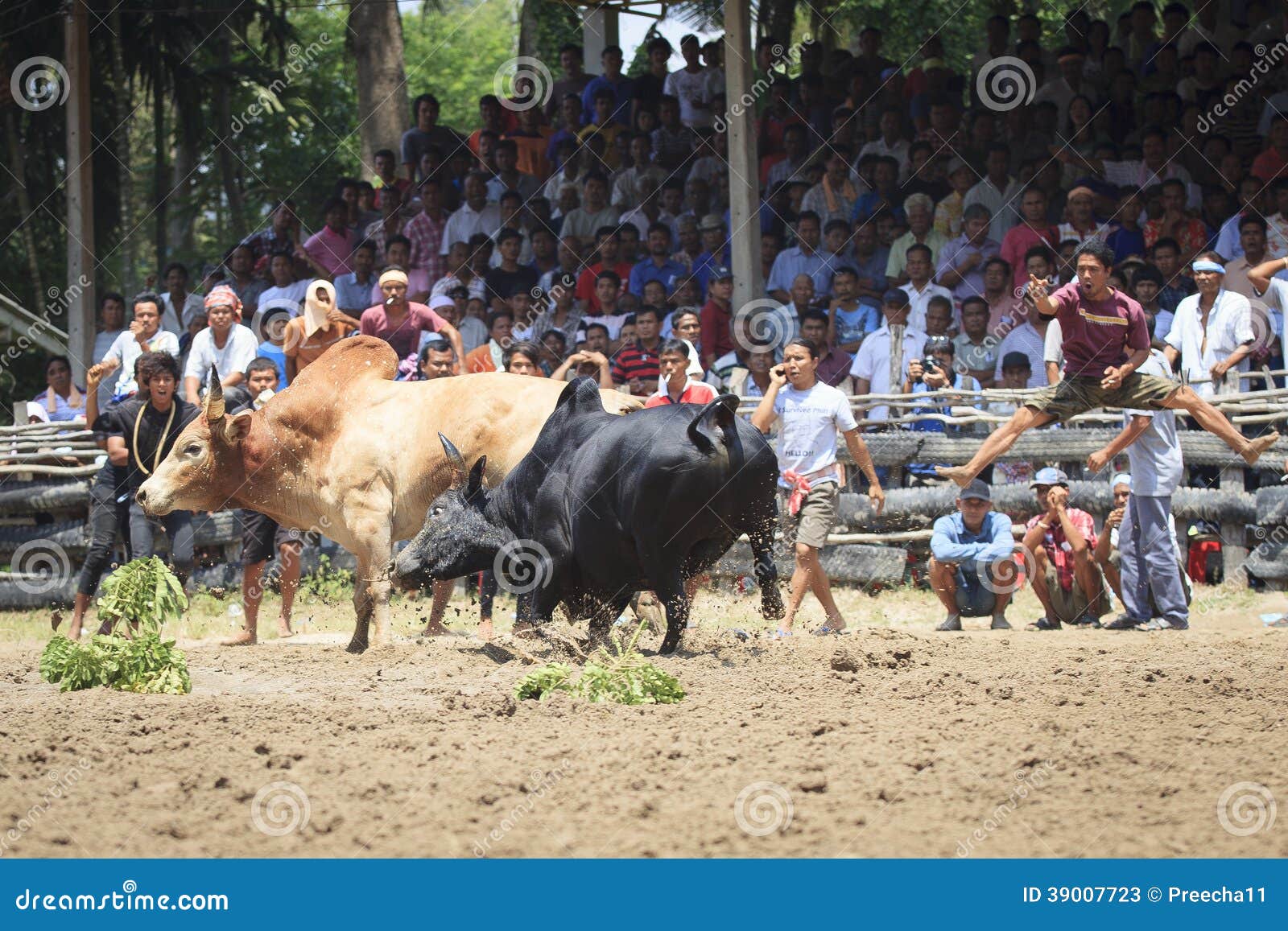 Fighting bull,Thailand editorial stock photo. Image of dangerous - 39007723