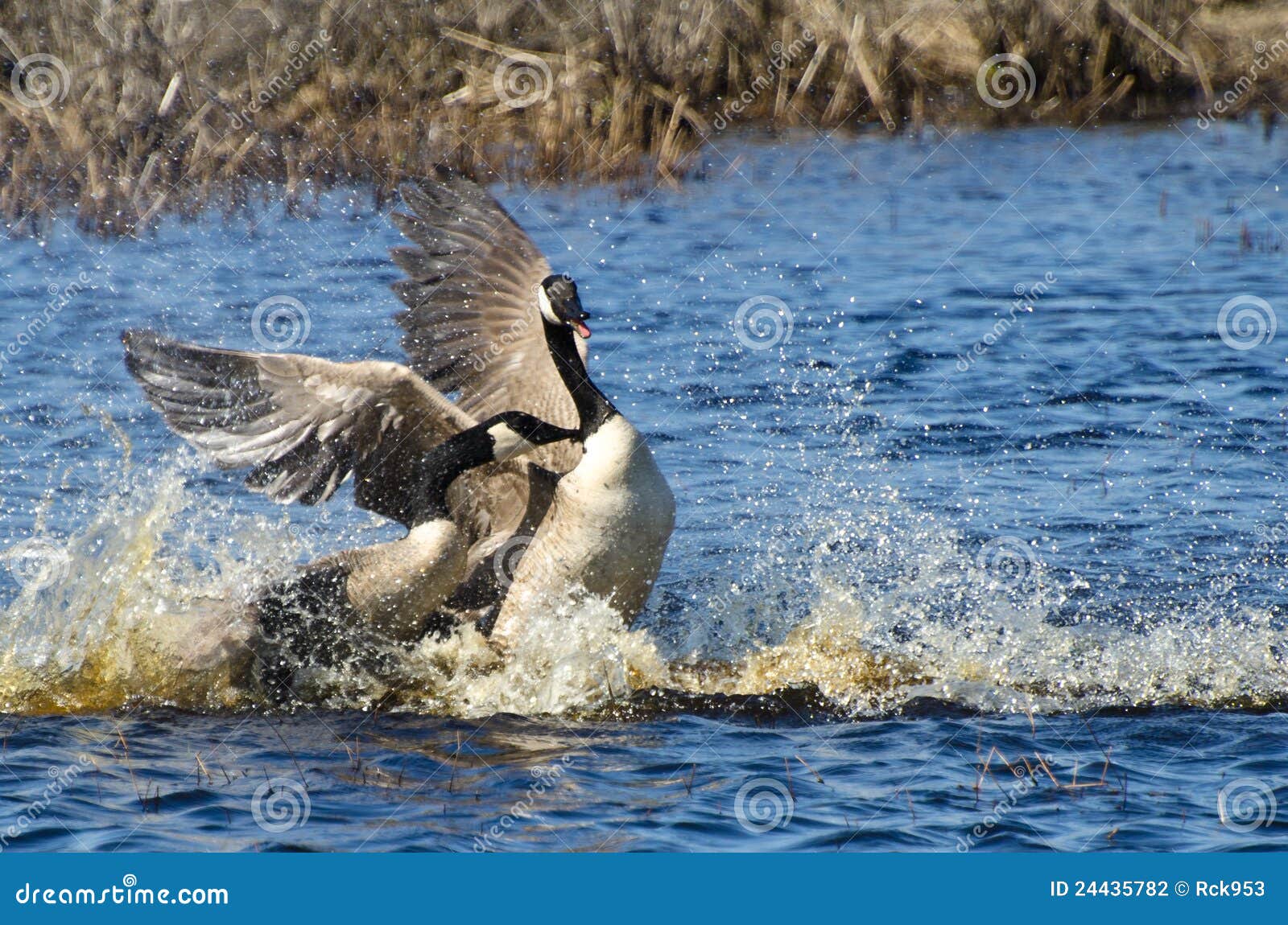 Fighting Canada Geese stock photo. Image of canada, bird - 24435782