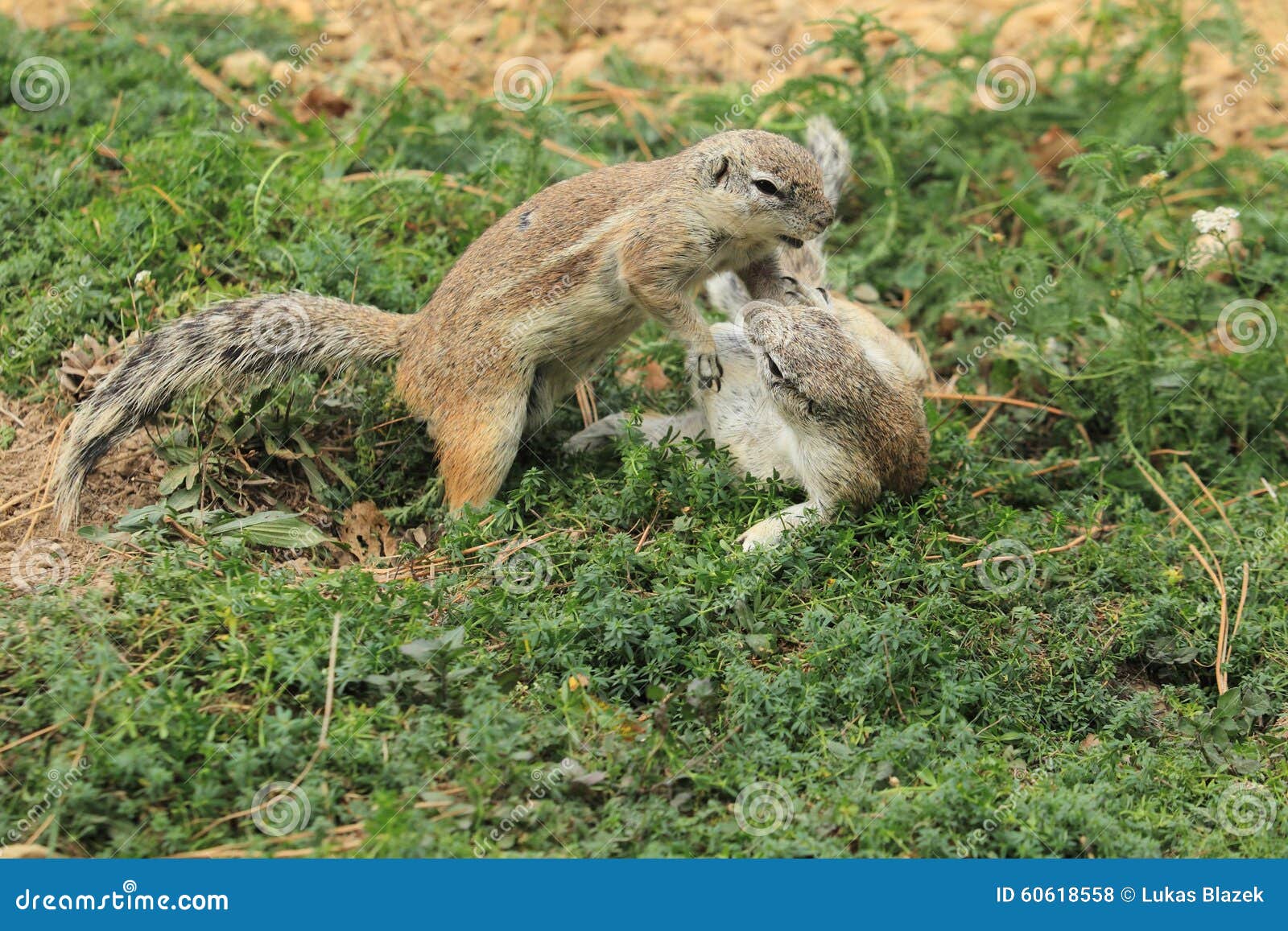 Fighting Cape Ground Squirrels Stock Photo - Image of wild, couple ...