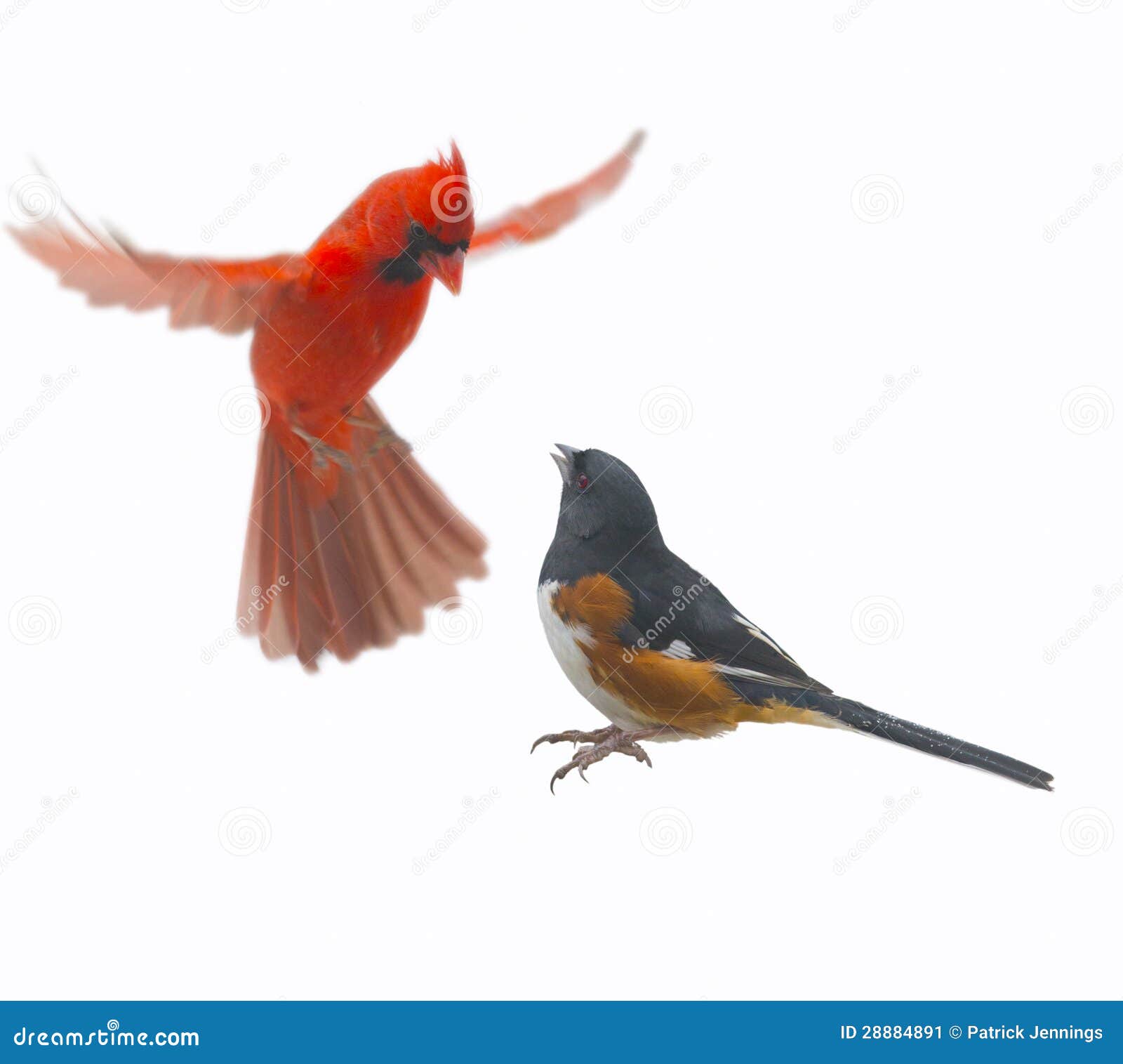 Fighting Cardinal and Tohee Stock Image - Image of aves, bright: 28884891