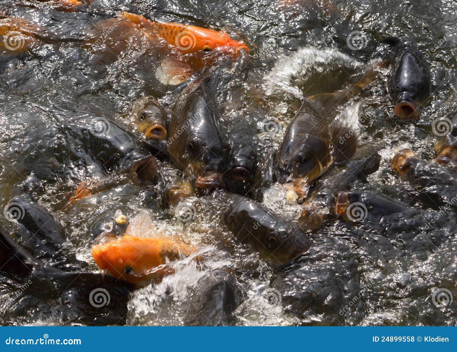 Fighting Carp Fish in Pool at Ho Chi Minh House. Stock Photo - Image of ...