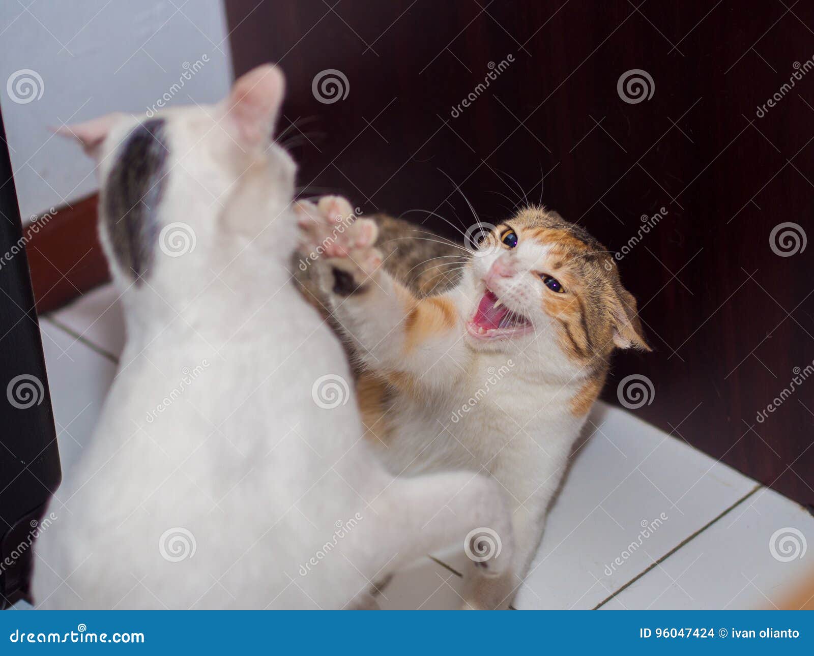 Fighting Cat stock photo. Image of fighting, beautiful - 96047424