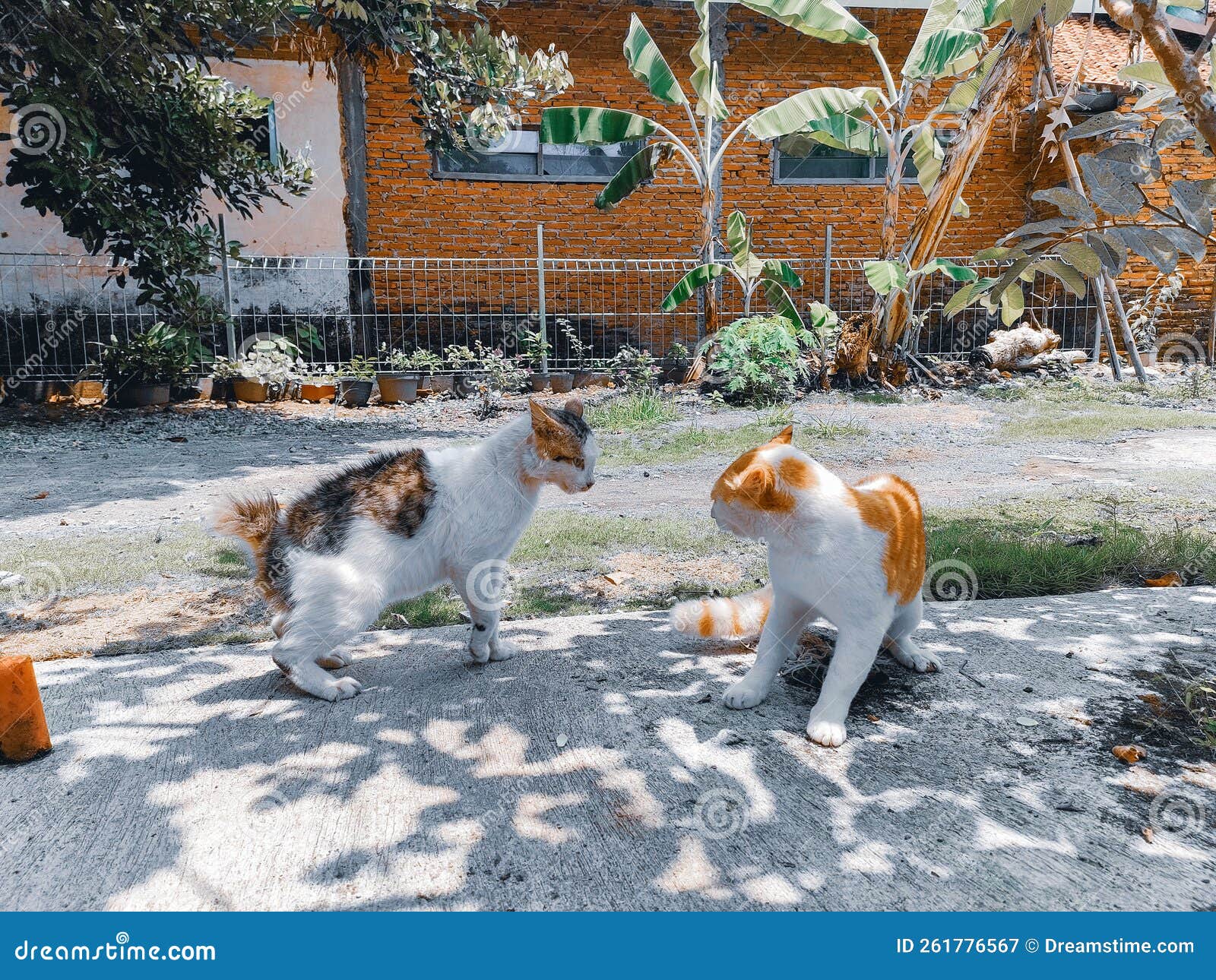 Fighting Cats Starring Each Other Stock Image - Image of starring ...