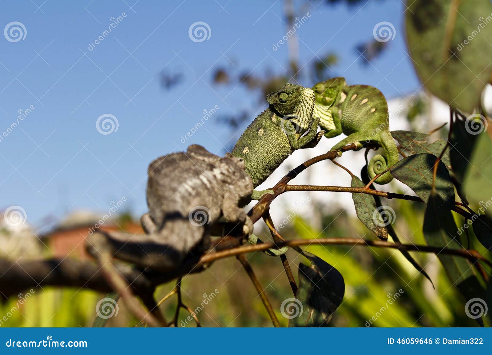 Fighting Chameleon - Madagascar Endemic Reptile Stock Photo - Image of ...