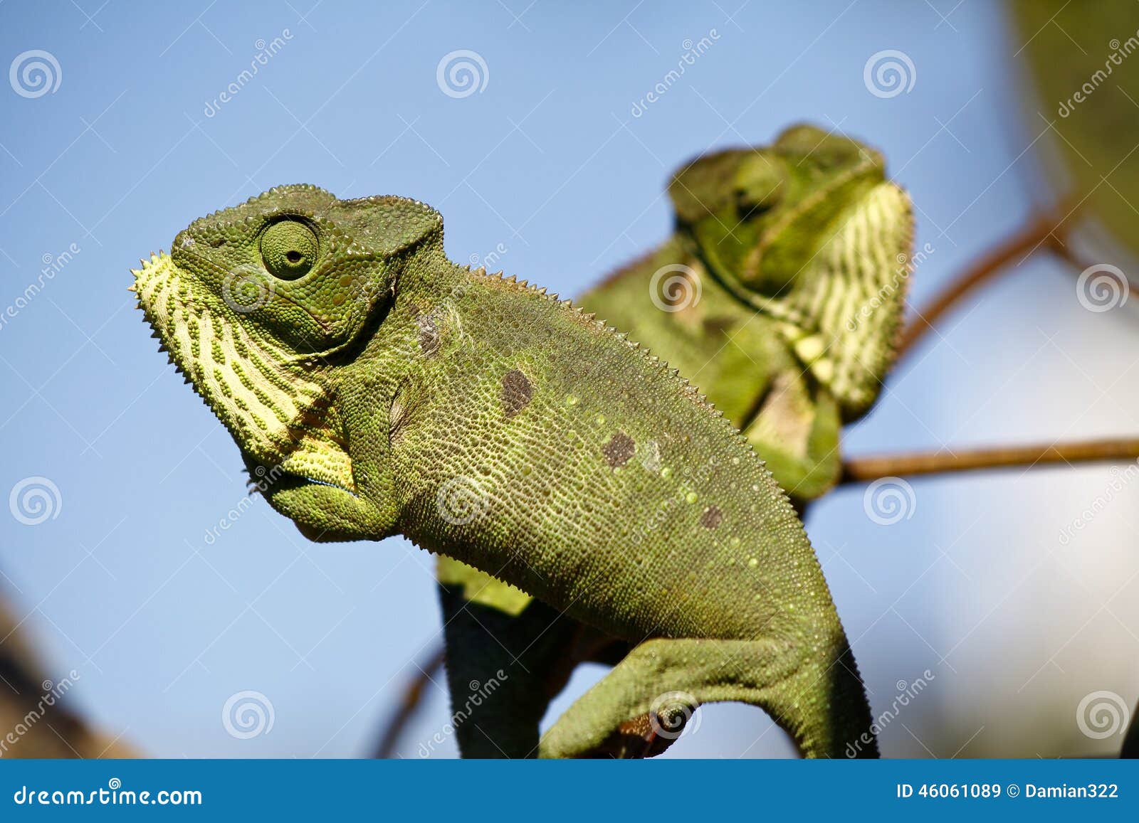 Fighting Chameleon - Madagascar Endemic Reptile Stock Image - Image of ...