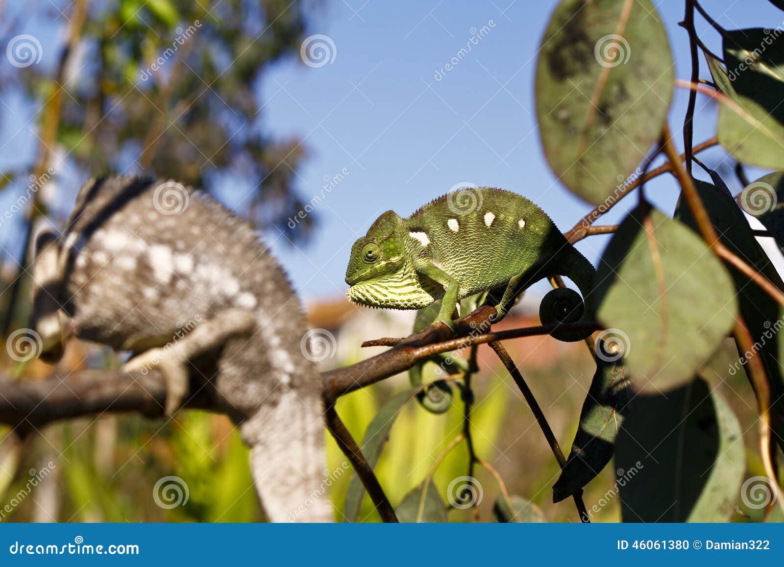 Fighting Chameleon - Madagascar Endemic Reptile Stock Photo - Image of ...