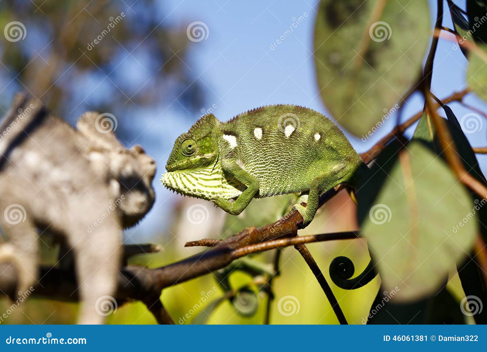 Fighting Chameleon - Madagascar Endemic Reptile Stock Image - Image of ...