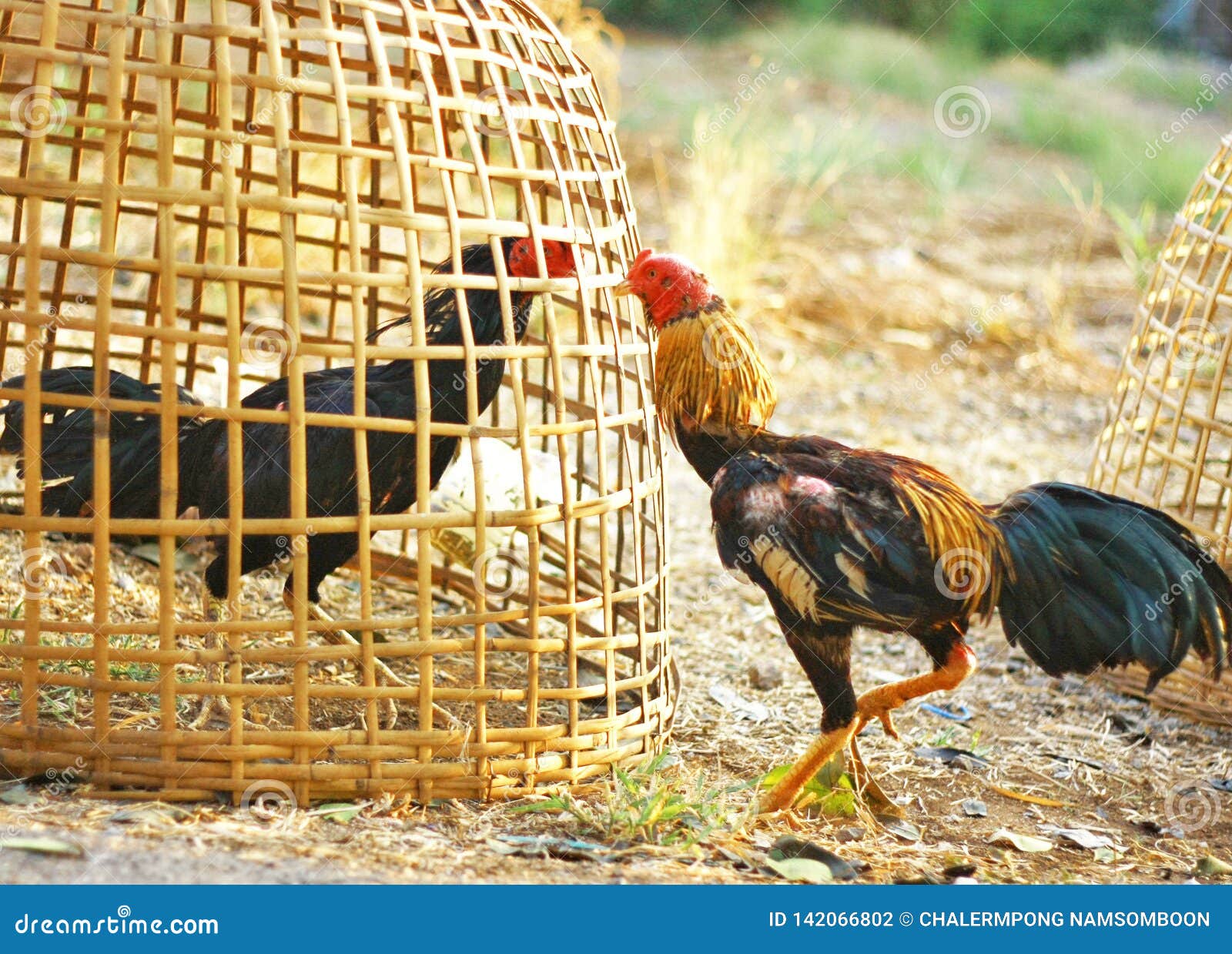 Fighting Chicken Bamboo Cage ,cockfighting Stock Photo - Image of ...
