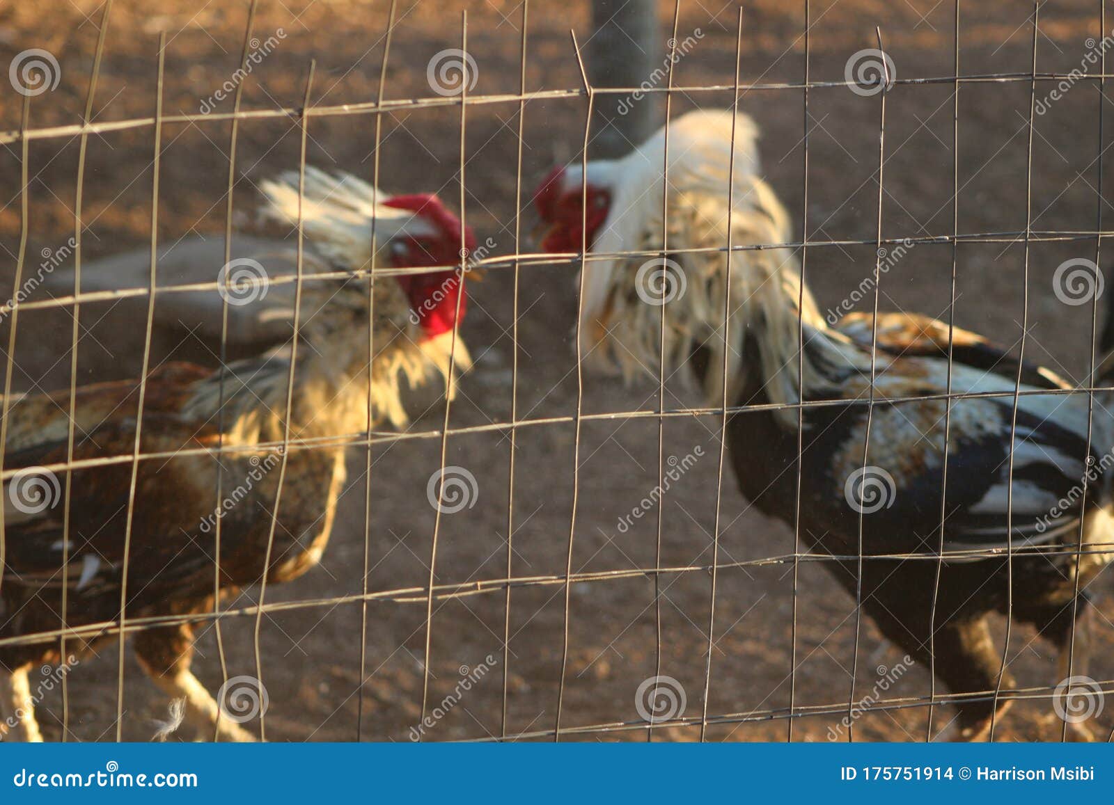 Fighting Chickens Inside Cage Stock Photo - Image of poultry, chickens ...