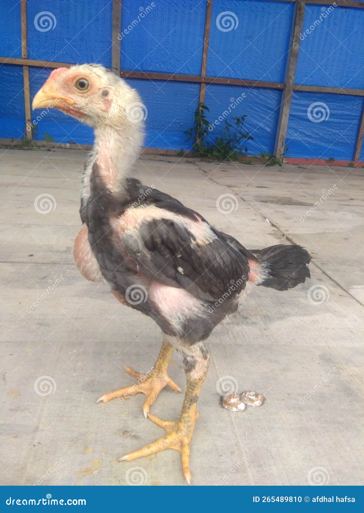 Fighting chicks poultry stock photo. Image of rooster - 265489810