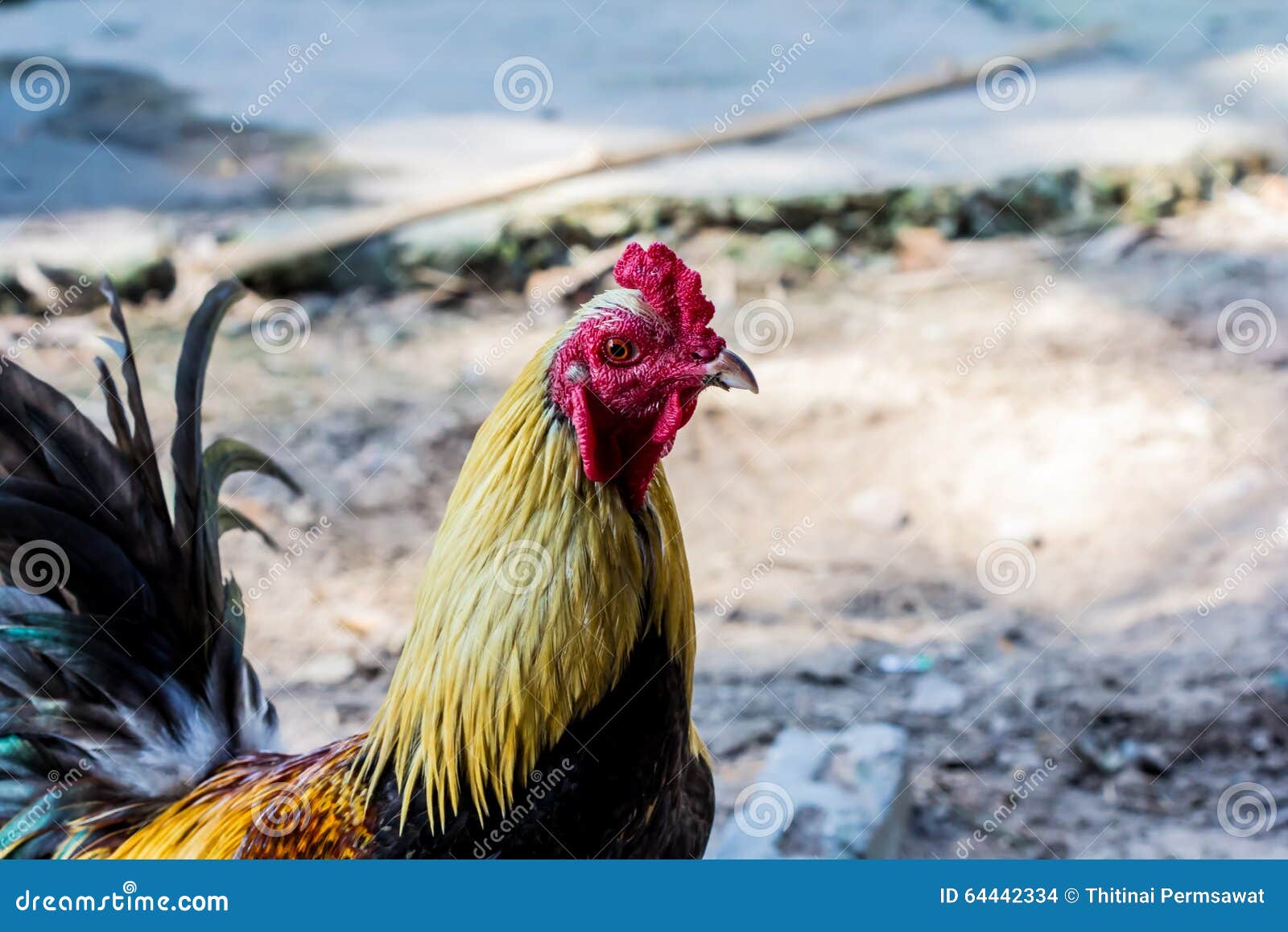 Fighting Cock,chicken,bantam Stock Photo - Image of feather, cruelty ...