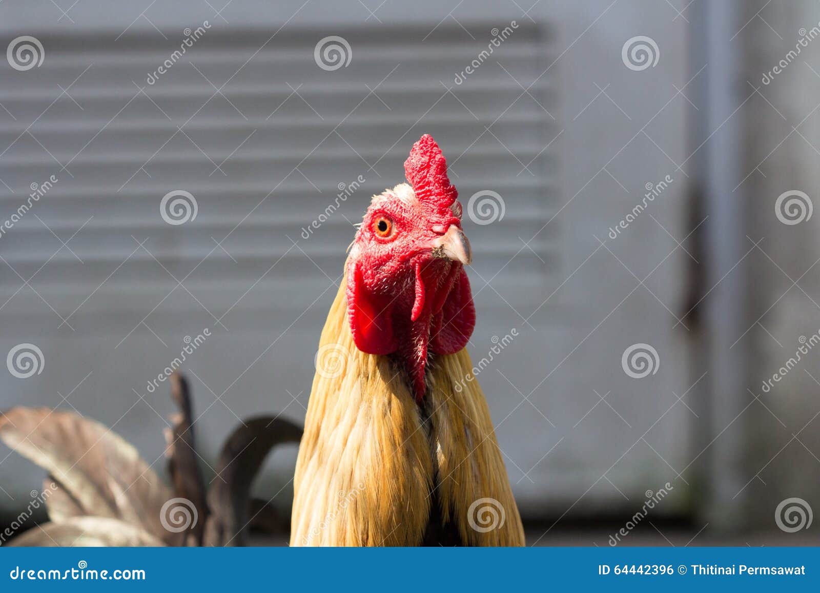 Fighting Cock,chicken,bantam Stock Photo - Image of gamecock, chicken ...