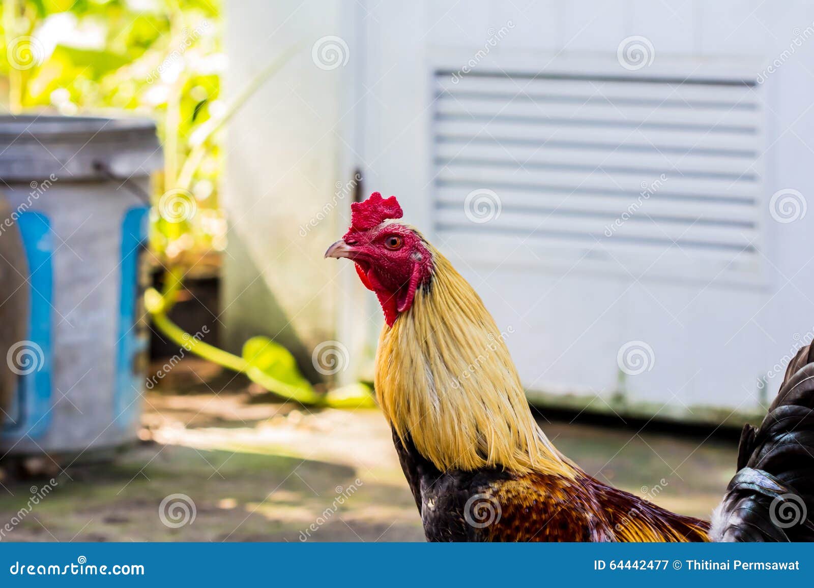 Fighting Cock,chicken,bantam Stock Image - Image of domestic, crest ...