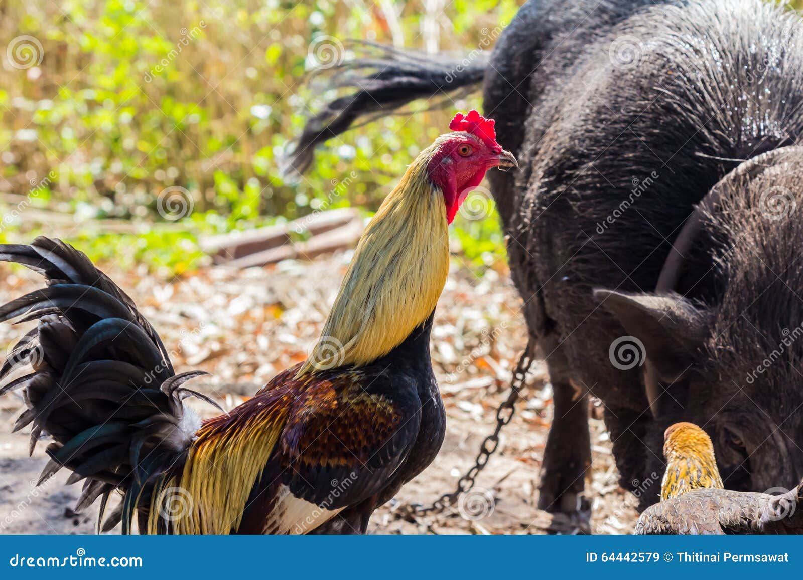 Fighting Cock,chicken,bantam Stock Image - Image of asia, beautiful ...