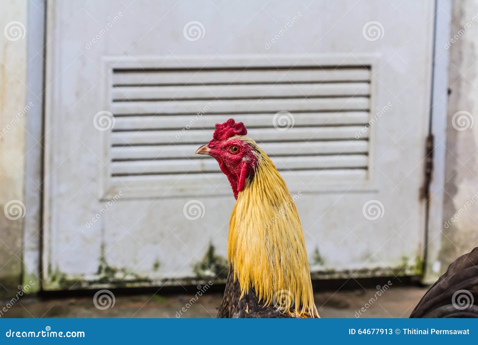 Fighting Cock,chicken,bantam Stock Image - Image of fighting, cockerel ...