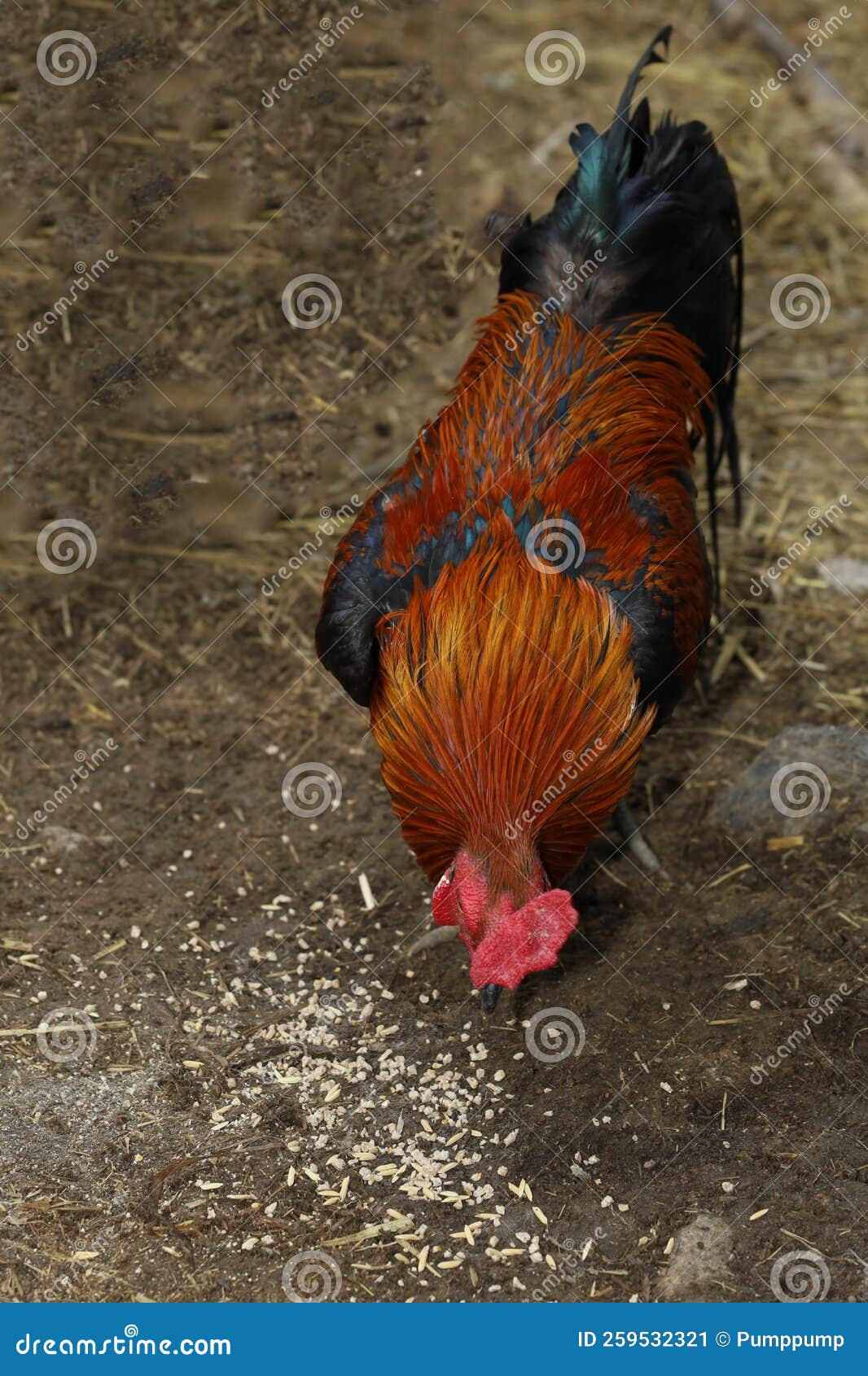 The Fighting on Dry Hay in Farm Stock Image - Image of fighting, farm ...