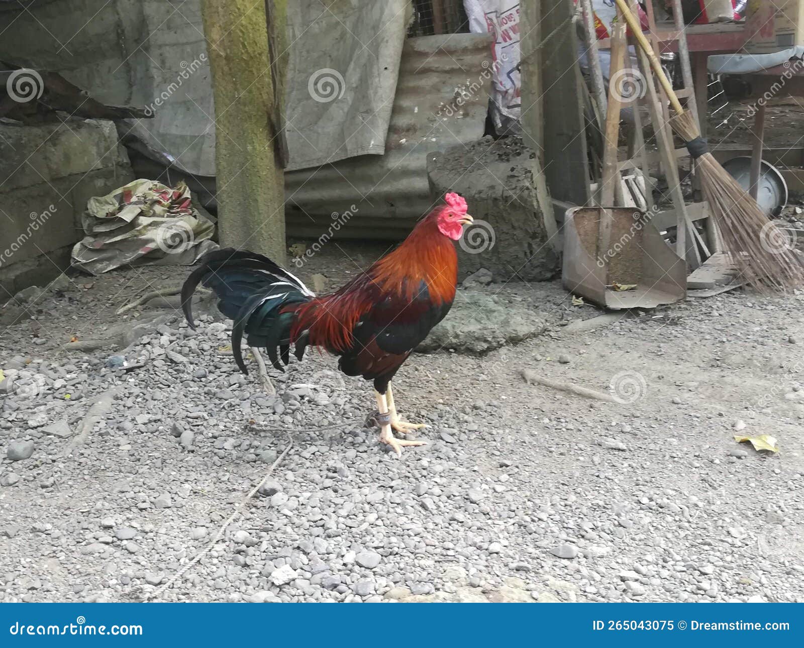 Fighting chicken stock image. Image of wing, fighting - 265043075