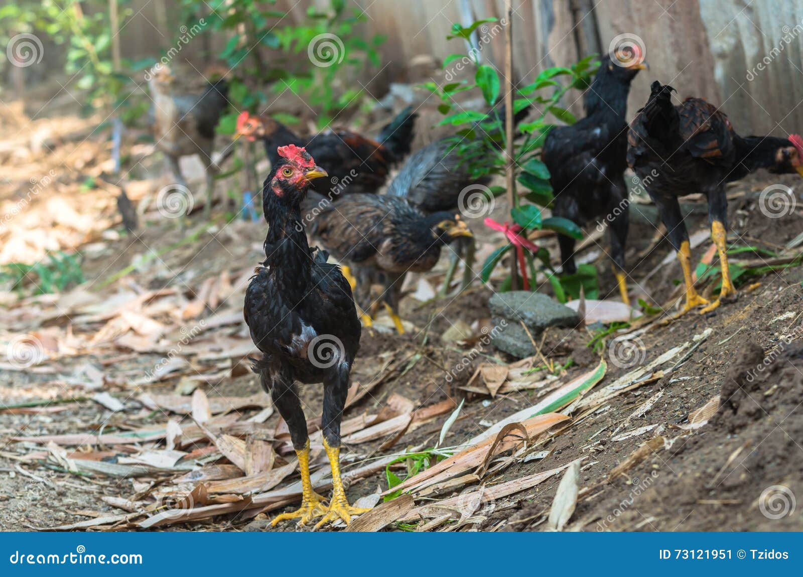 Fighting or Gamecocks in the Farm Stock Image - Image of gambling ...