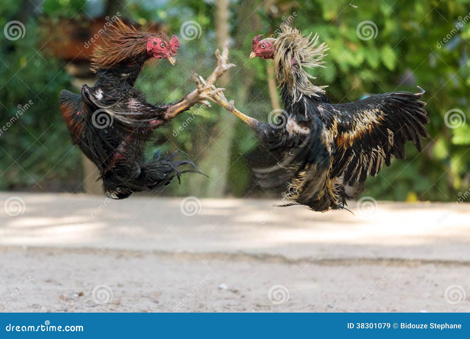 Fighting in a Vicious Attack Stock Image - Image of fighting, gambling ...