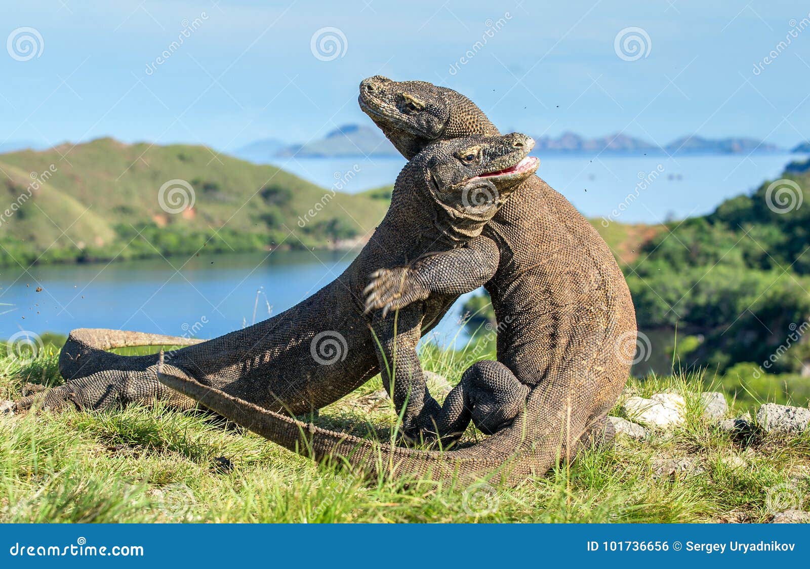 The Fighting Comodo Dragons Stock Photo - Image of endemic, claws ...