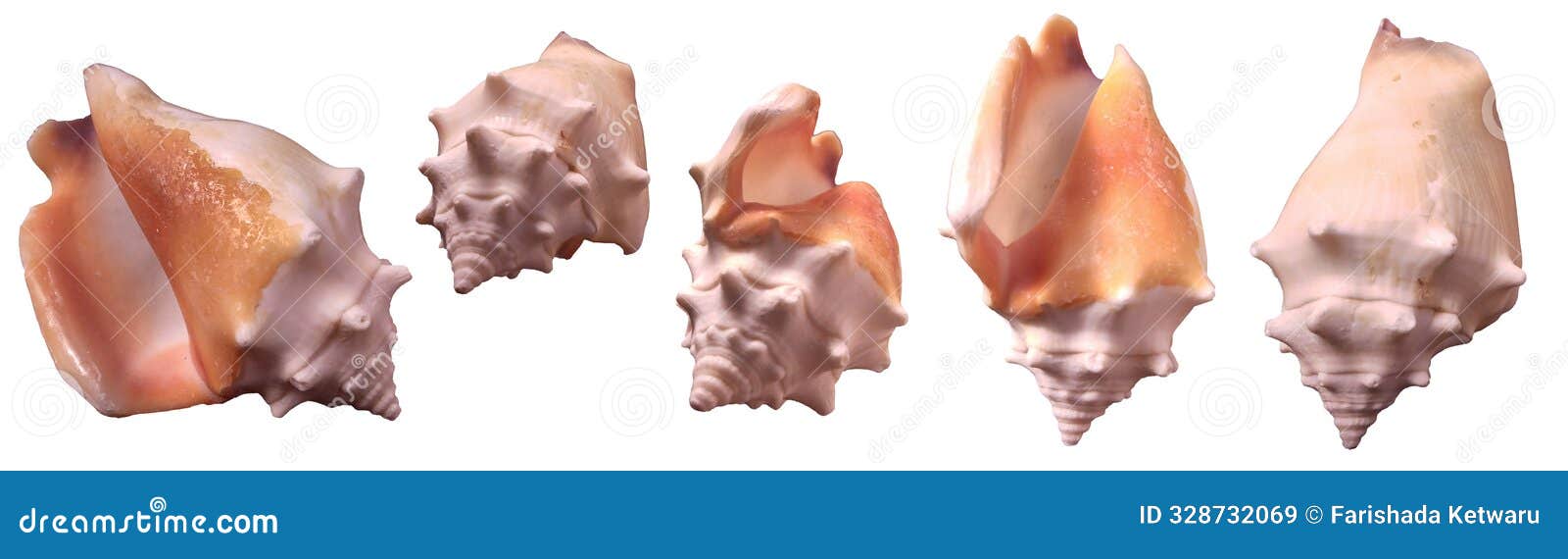 Fighting Conch Sea Shell Strombus Pugilis from Different Angles ...