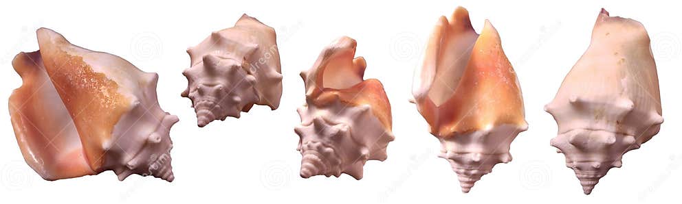 Fighting Conch Sea Shell Strombus Pugilis from Different Angles ...