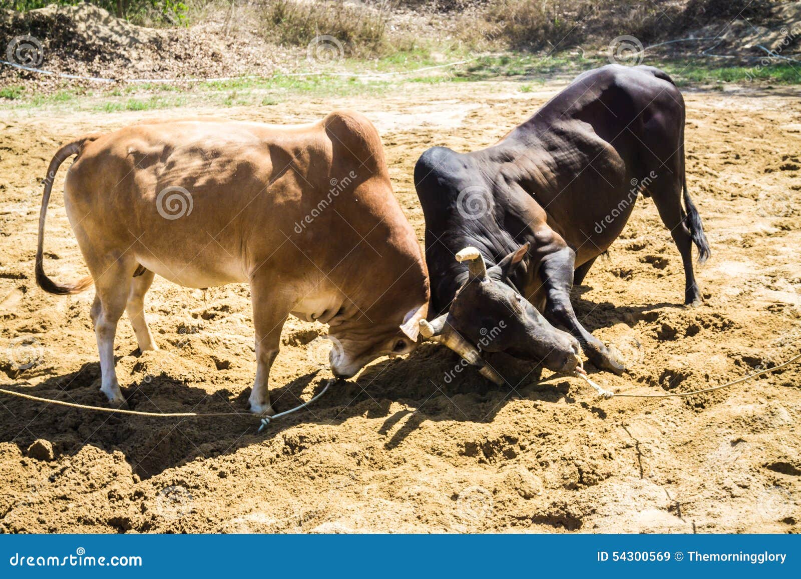 Fighting Cow Attacks on Battle Field Stock Image - Image of attack ...